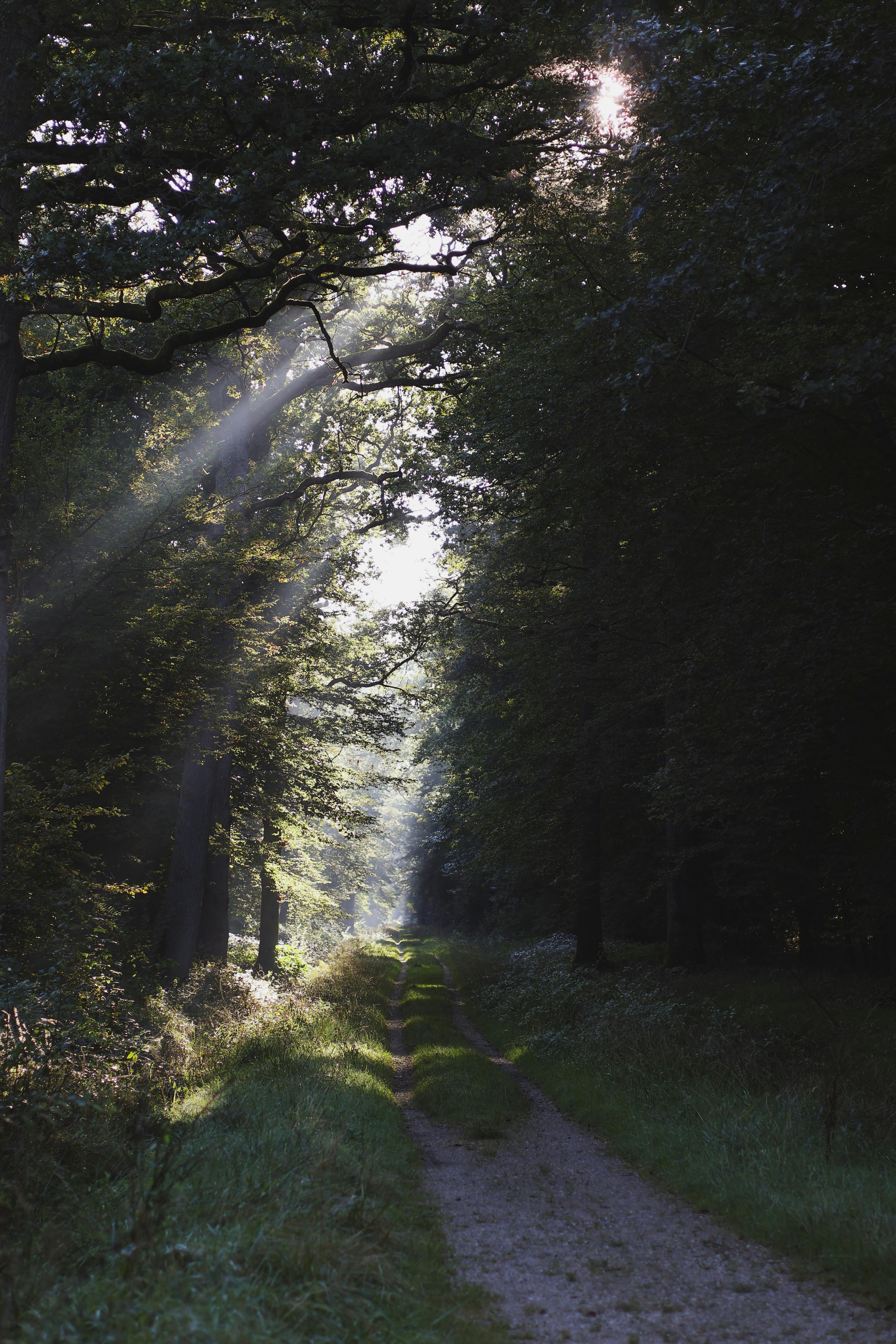 Sunlit Forest Pathway During Daytime · Free Stock Photo