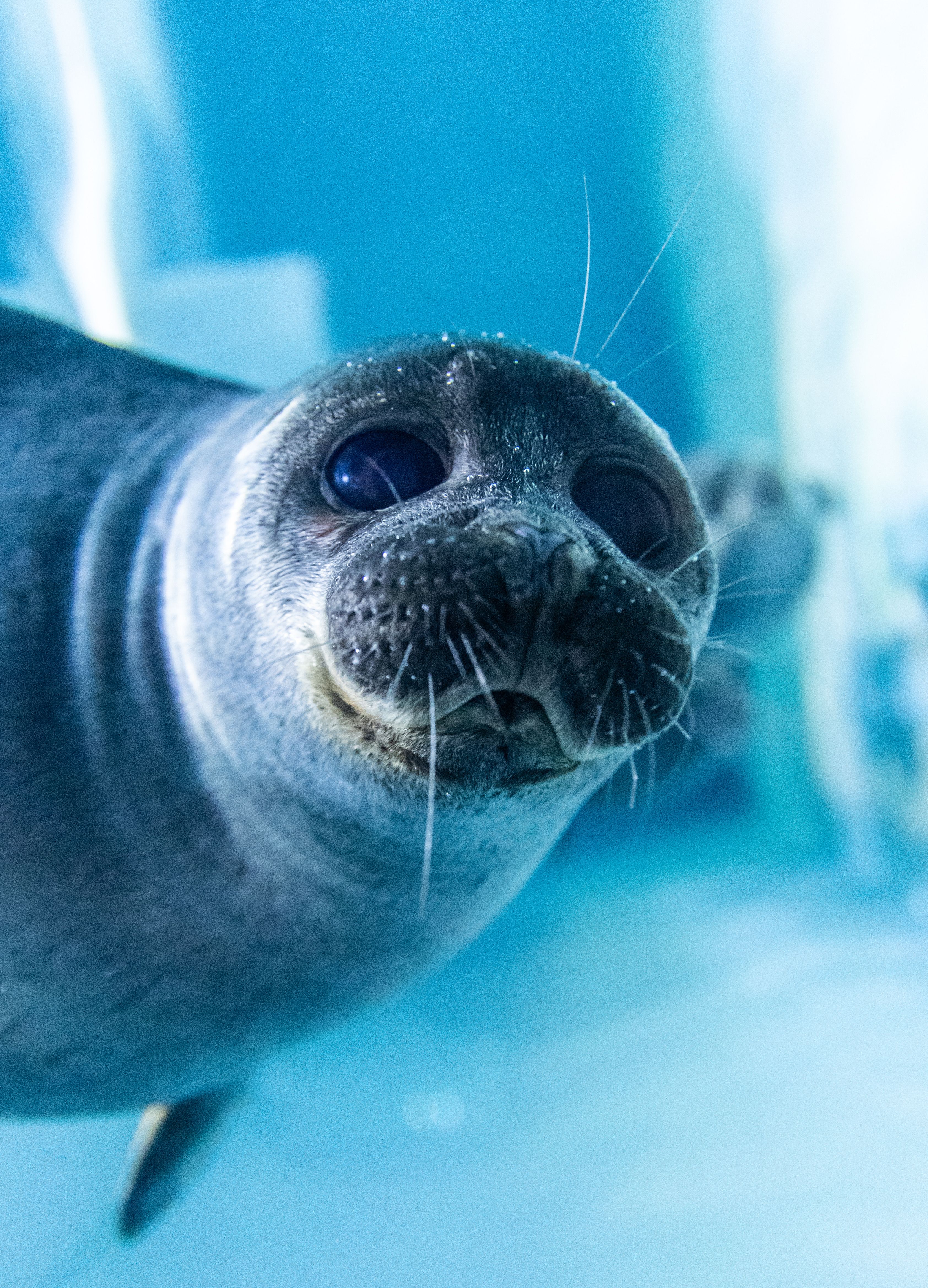 Retrato En Primer Plano De Una Foca Curiosa Bajo El Agua · Foto de ...