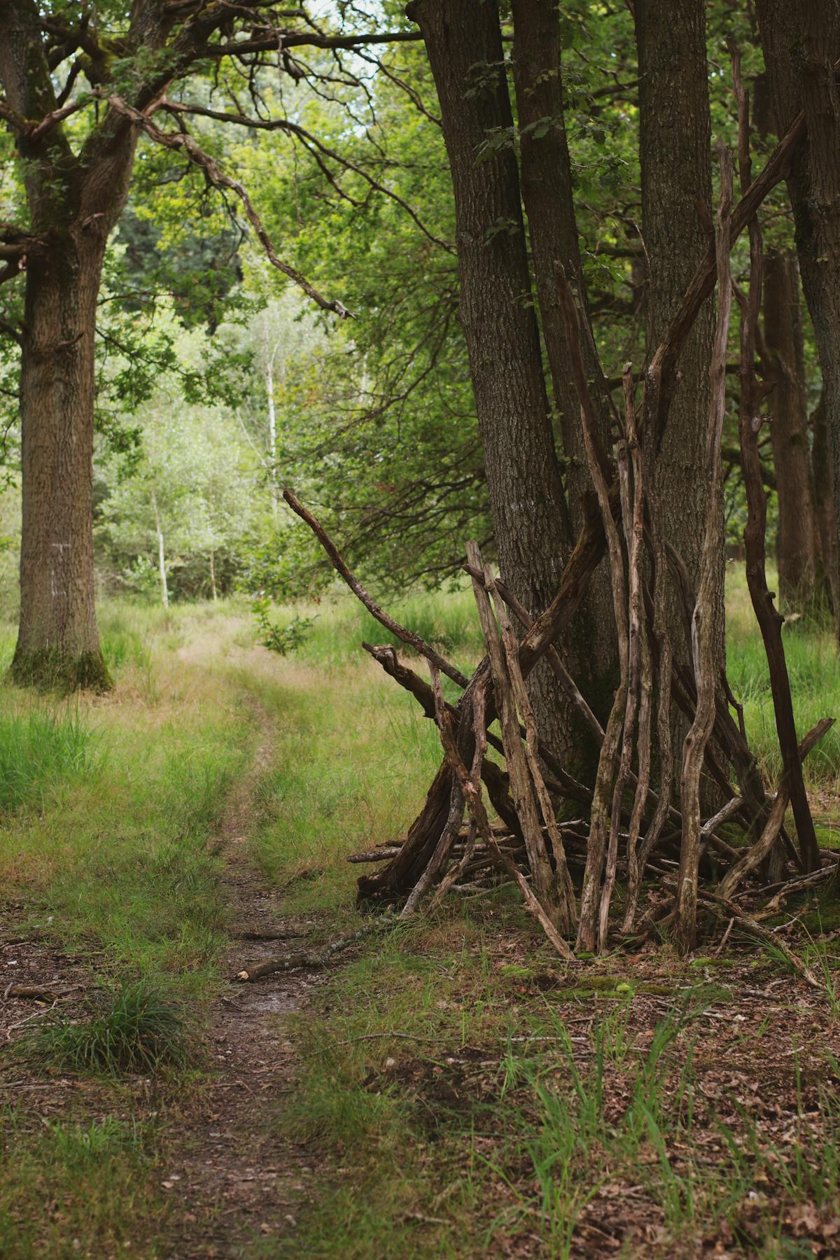 Forest Walk Photos, Download The BEST Free Forest Walk Stock Photos ...