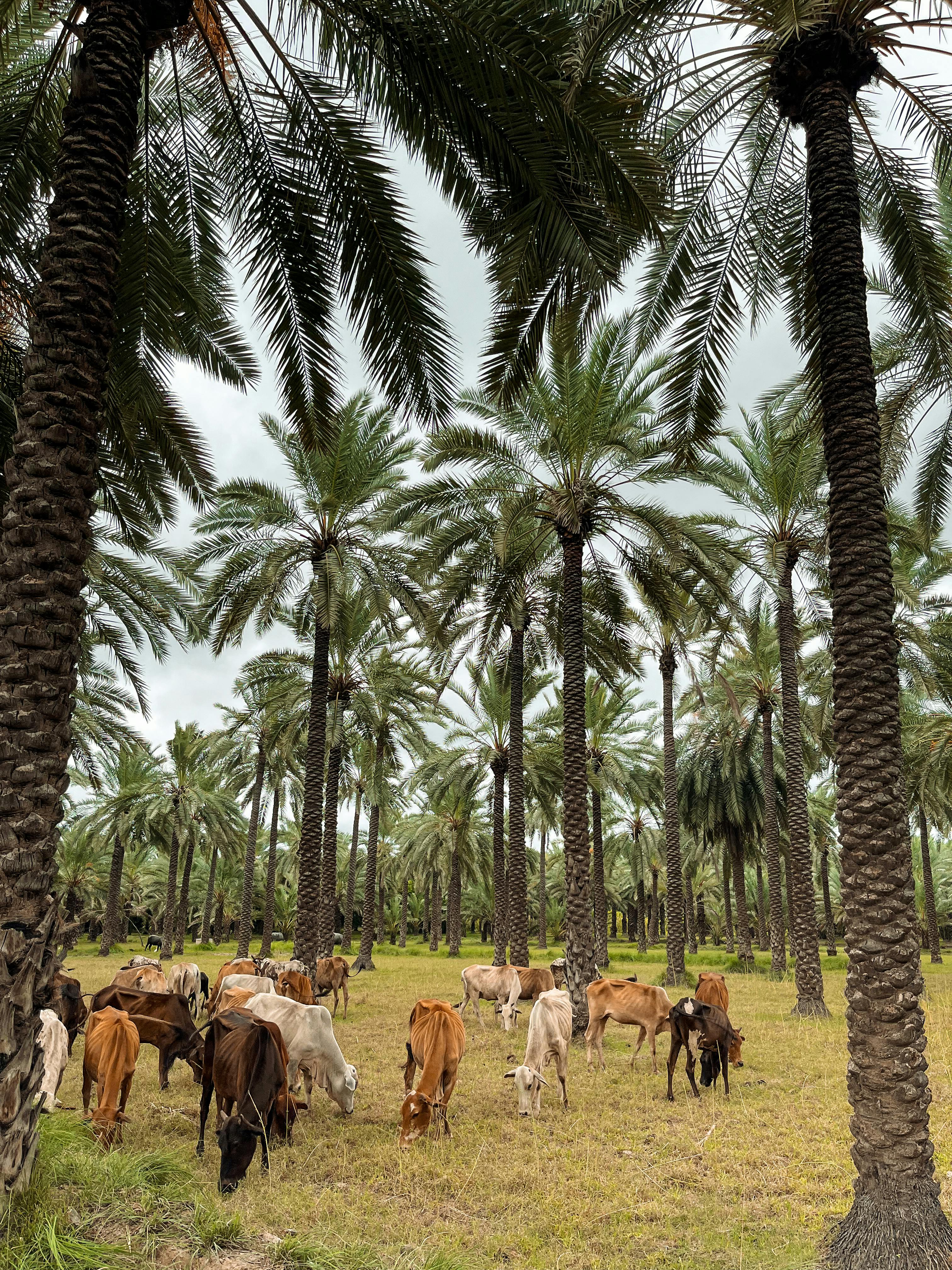 Sindh Photos, Download The BEST Free Sindh Stock Photos & HD Images