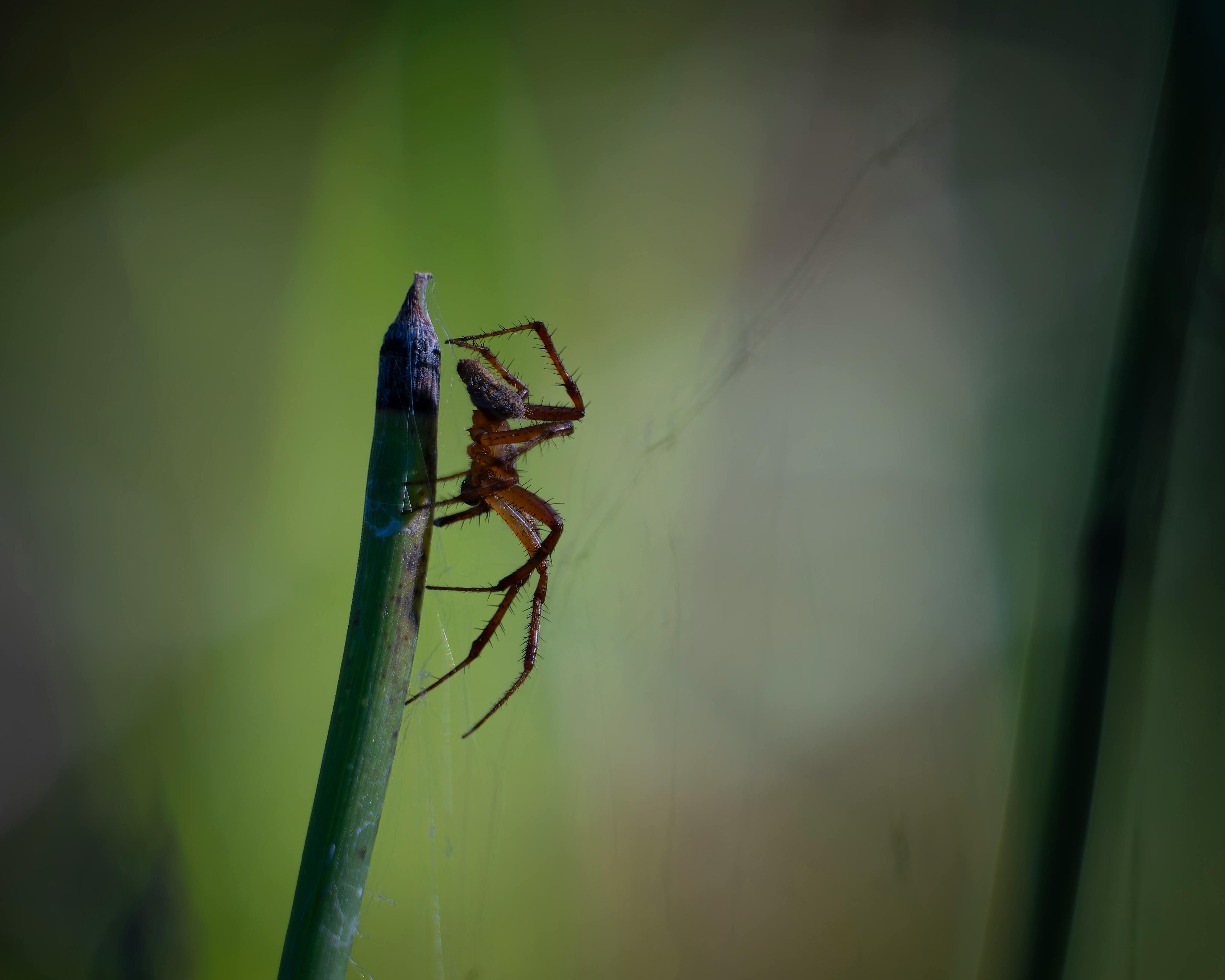 Spider Main Photos, Download The BEST Free Spider Main Stock Photos ...