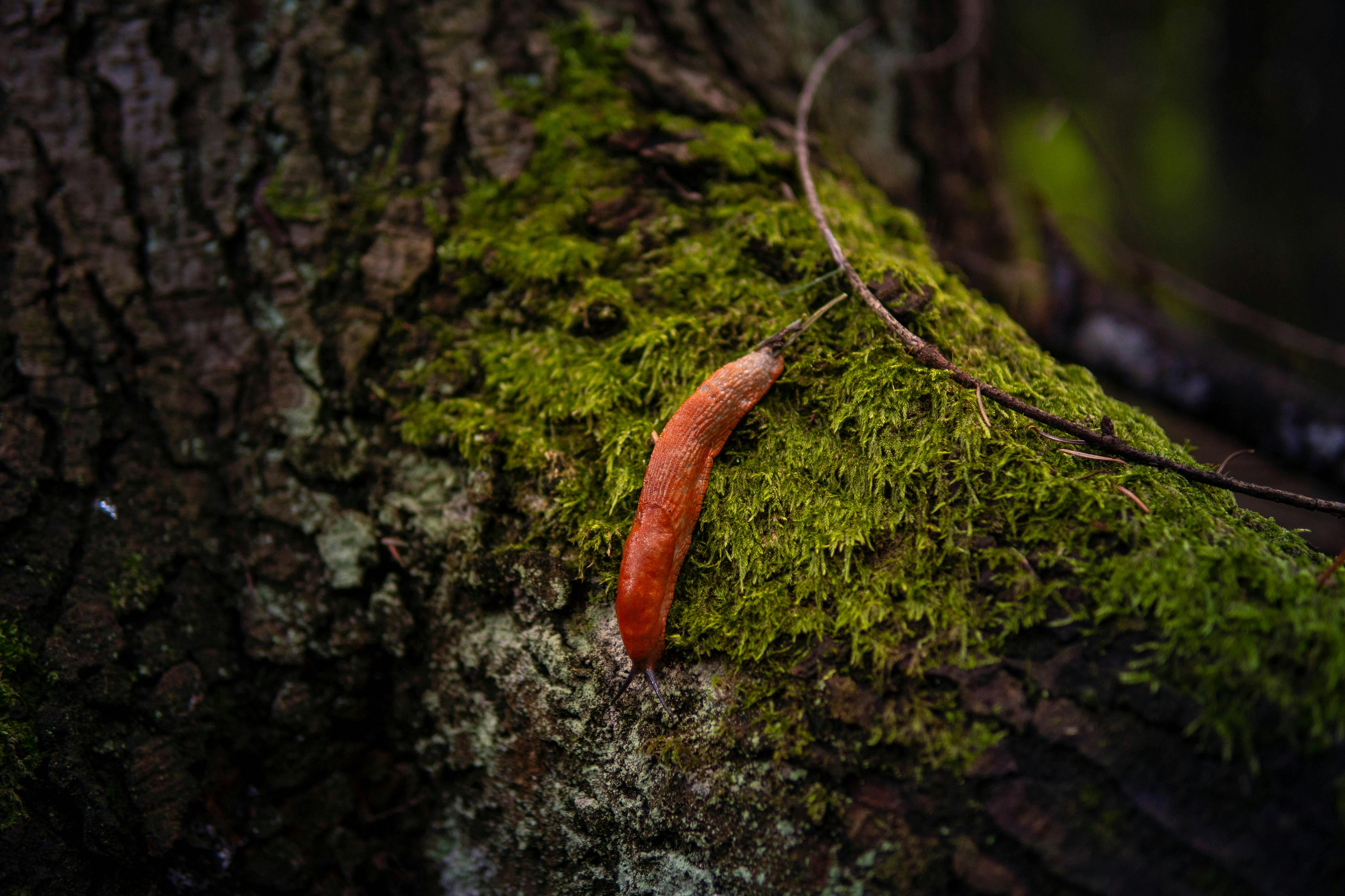Orange Slug on Mossy Tree in Polish Forest · Free Stock Photo