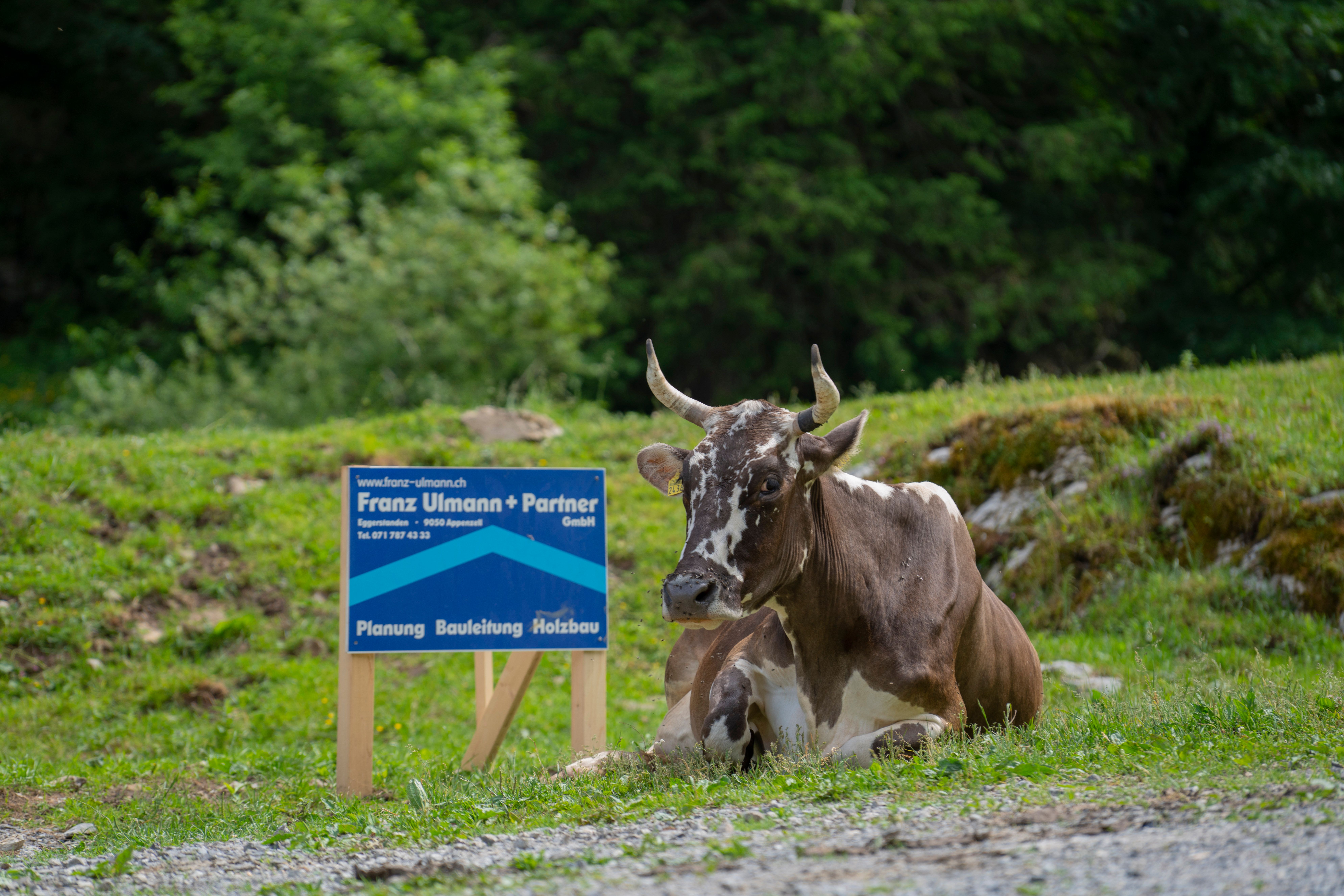 Plan Cow Photos, Download The BEST Free Plan Cow Stock Photos & HD Images