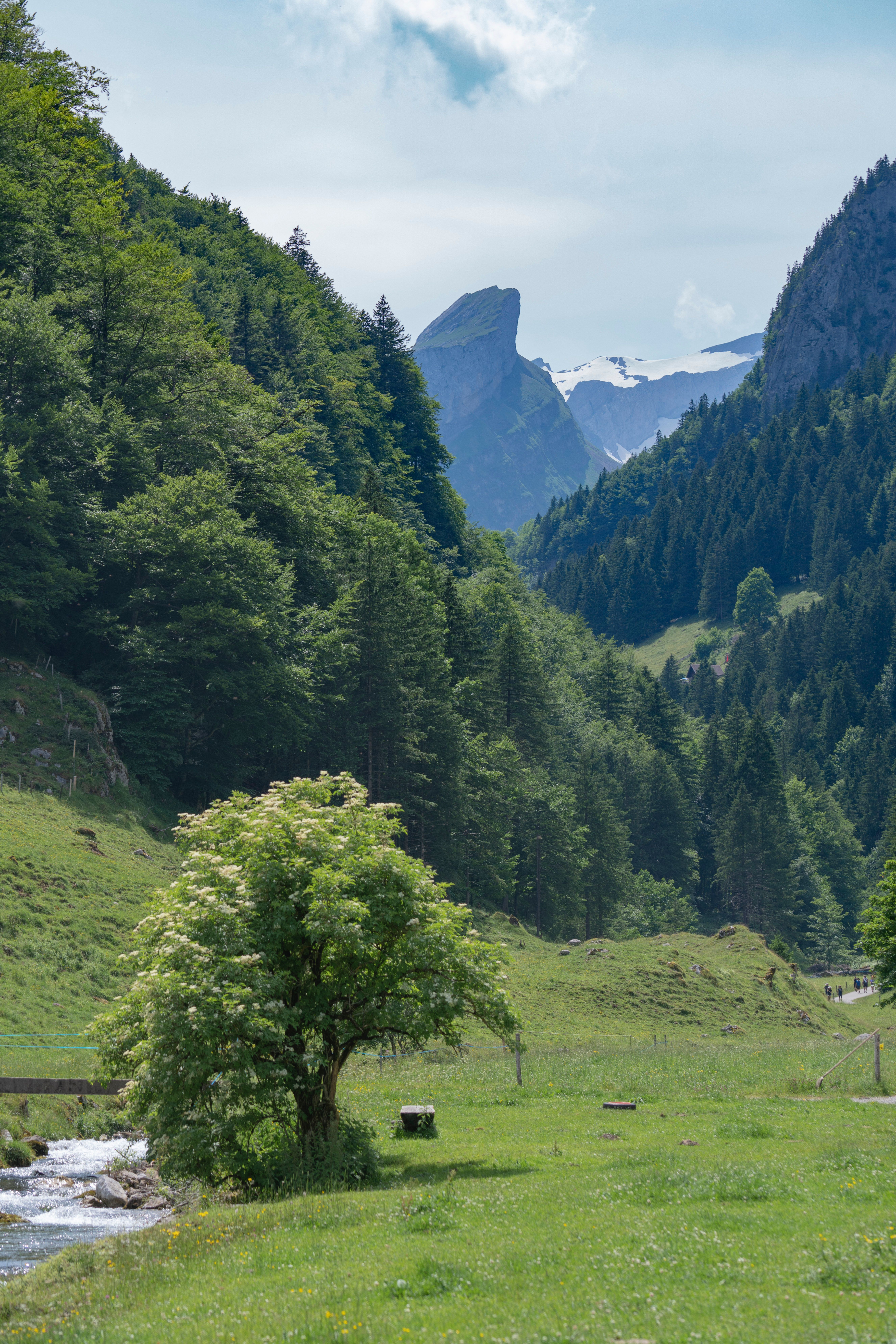 Scenic Mountain Valley with Lush Greenery and Stream · Free Stock Photo