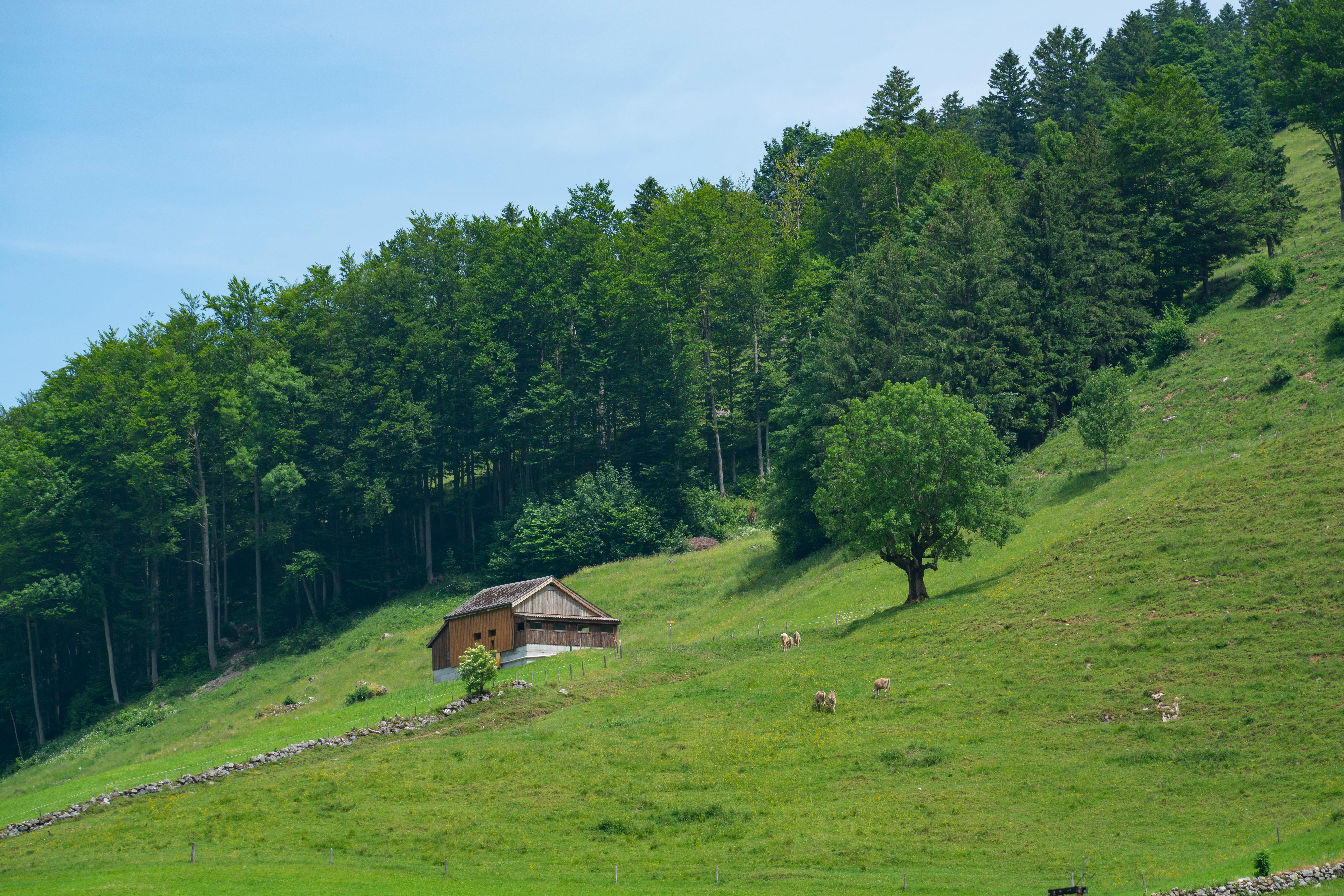Charming Countryside Cabin Amid Verdant Hills · Free Stock Photo