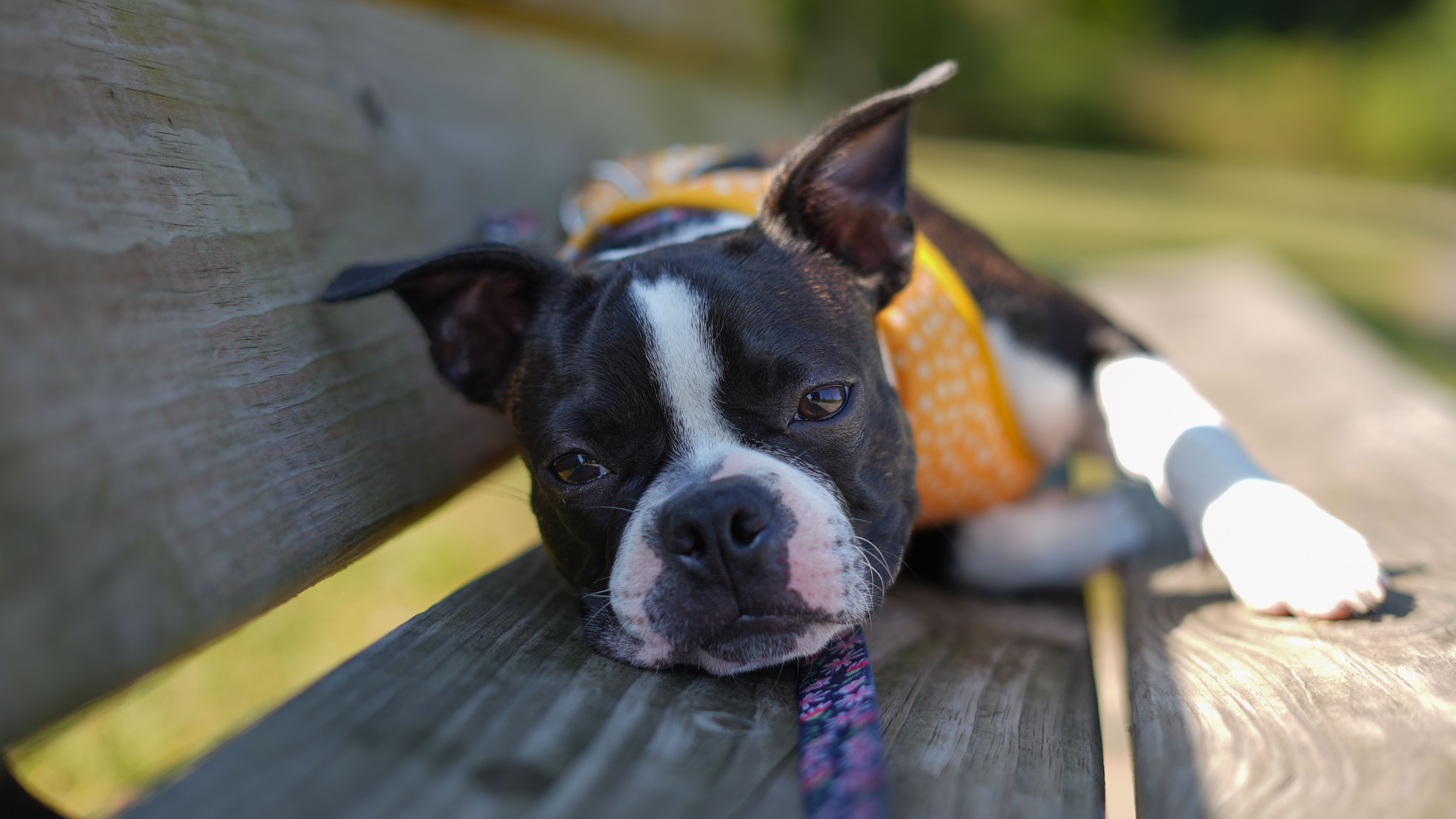 Adorable Boston Terrier Relaxing Outdoors · Free Stock Photo