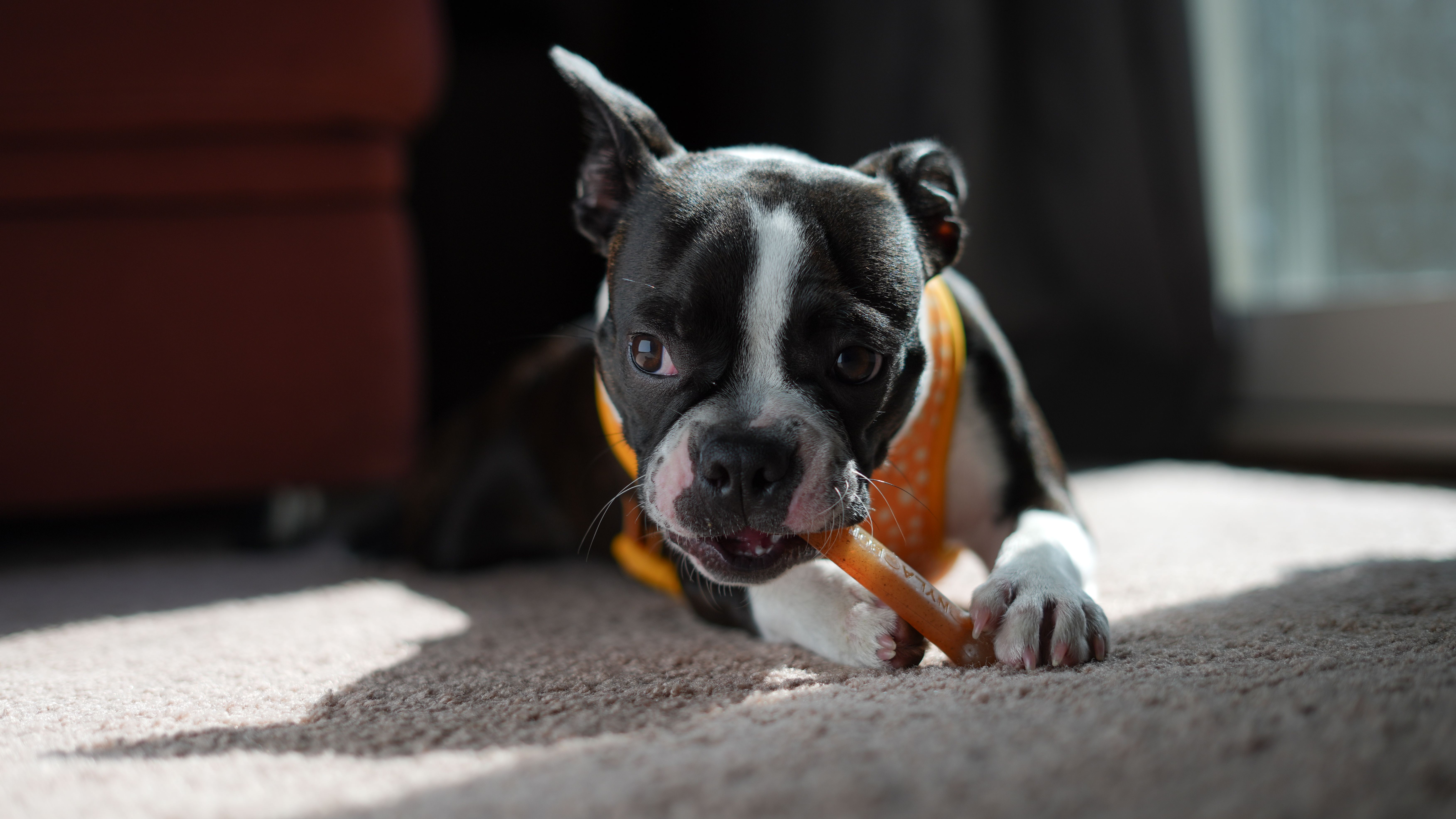 Adorable Boston Terrier Chewing Toy Indoors · Free Stock Photo