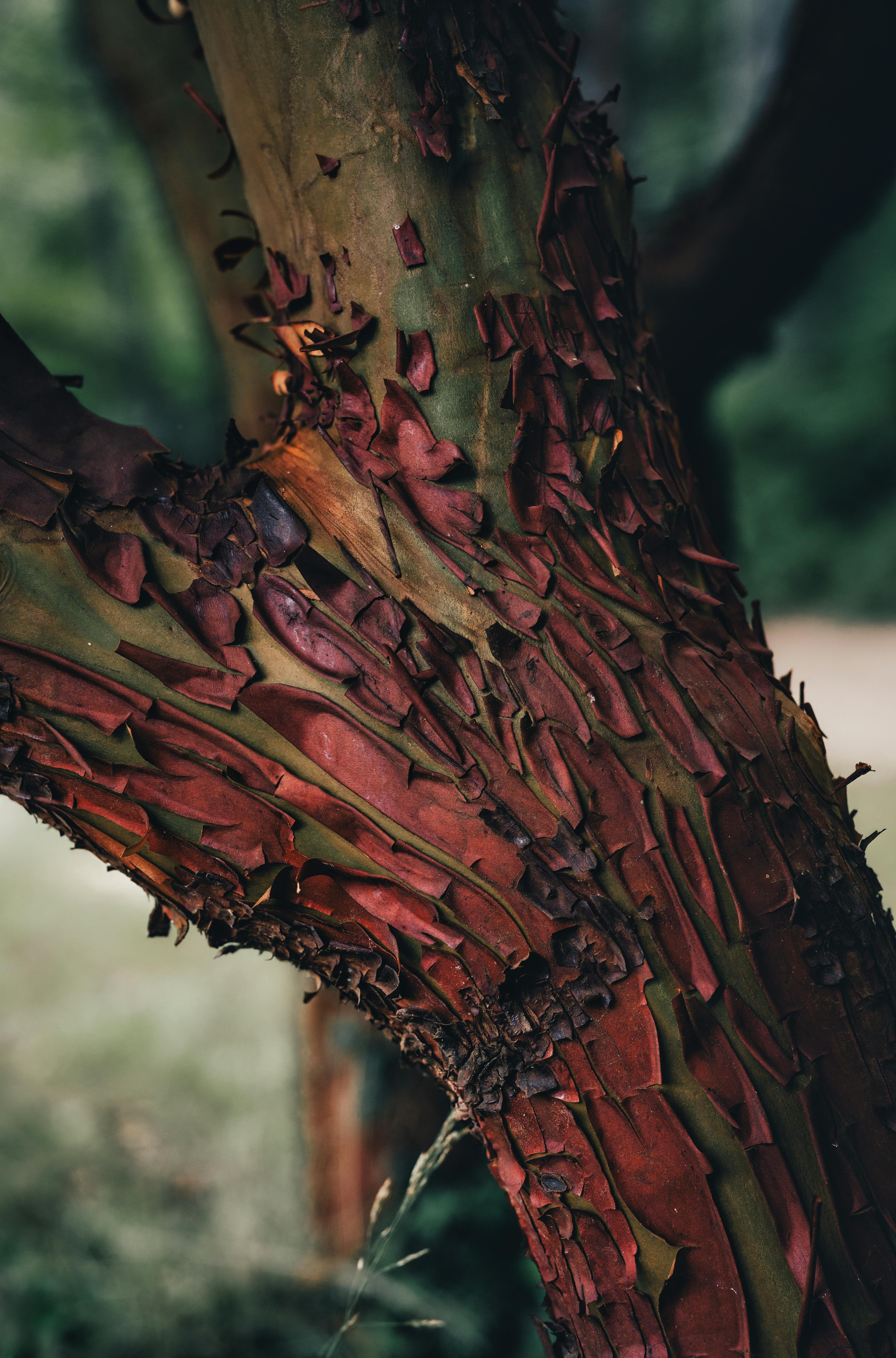 Close-up of Peeling Arbutus Tree Bark · Free Stock Photo