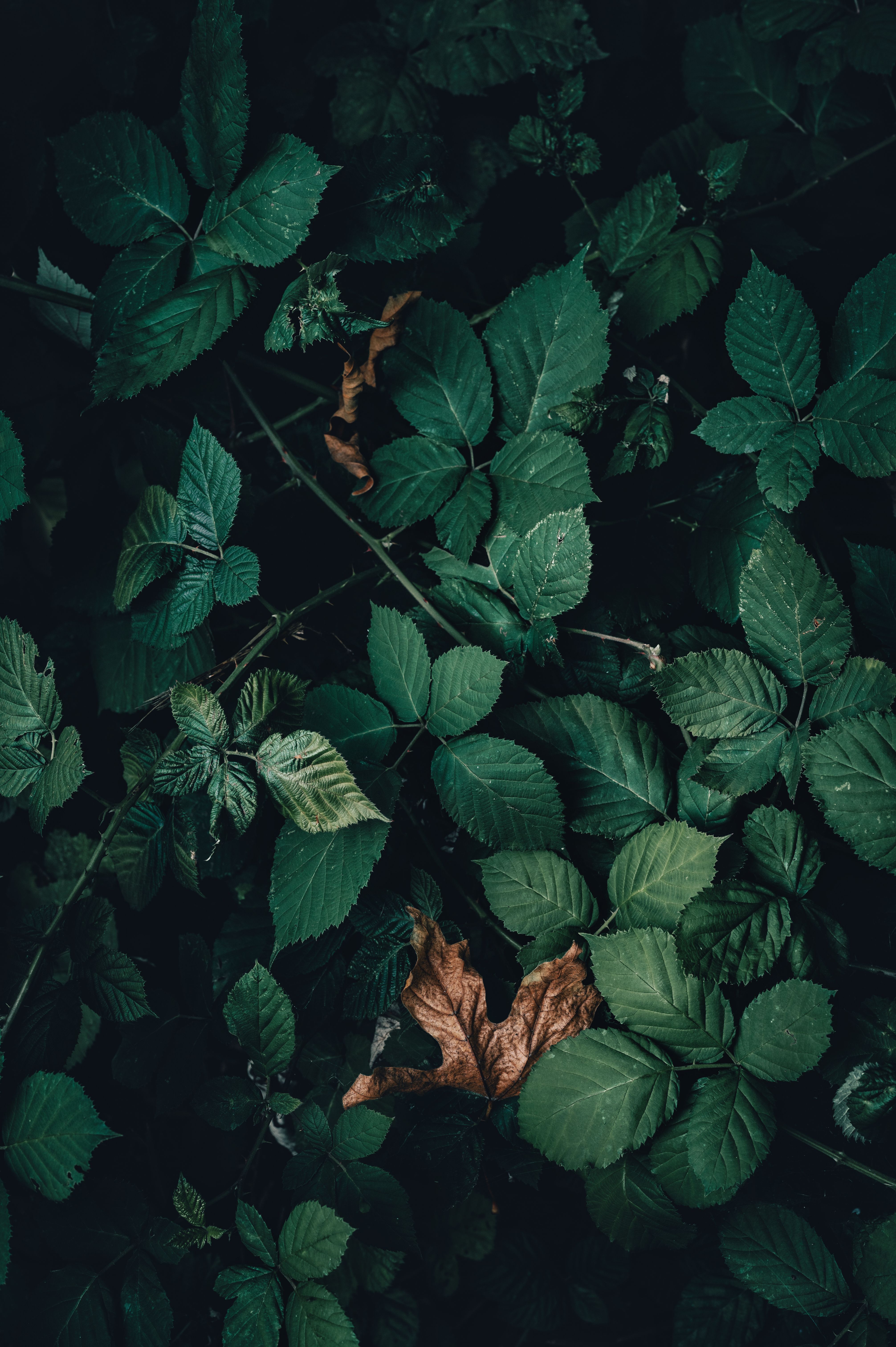 Moody Greenery with Dark Leaves and Vivid Contrast · Free Stock Photo