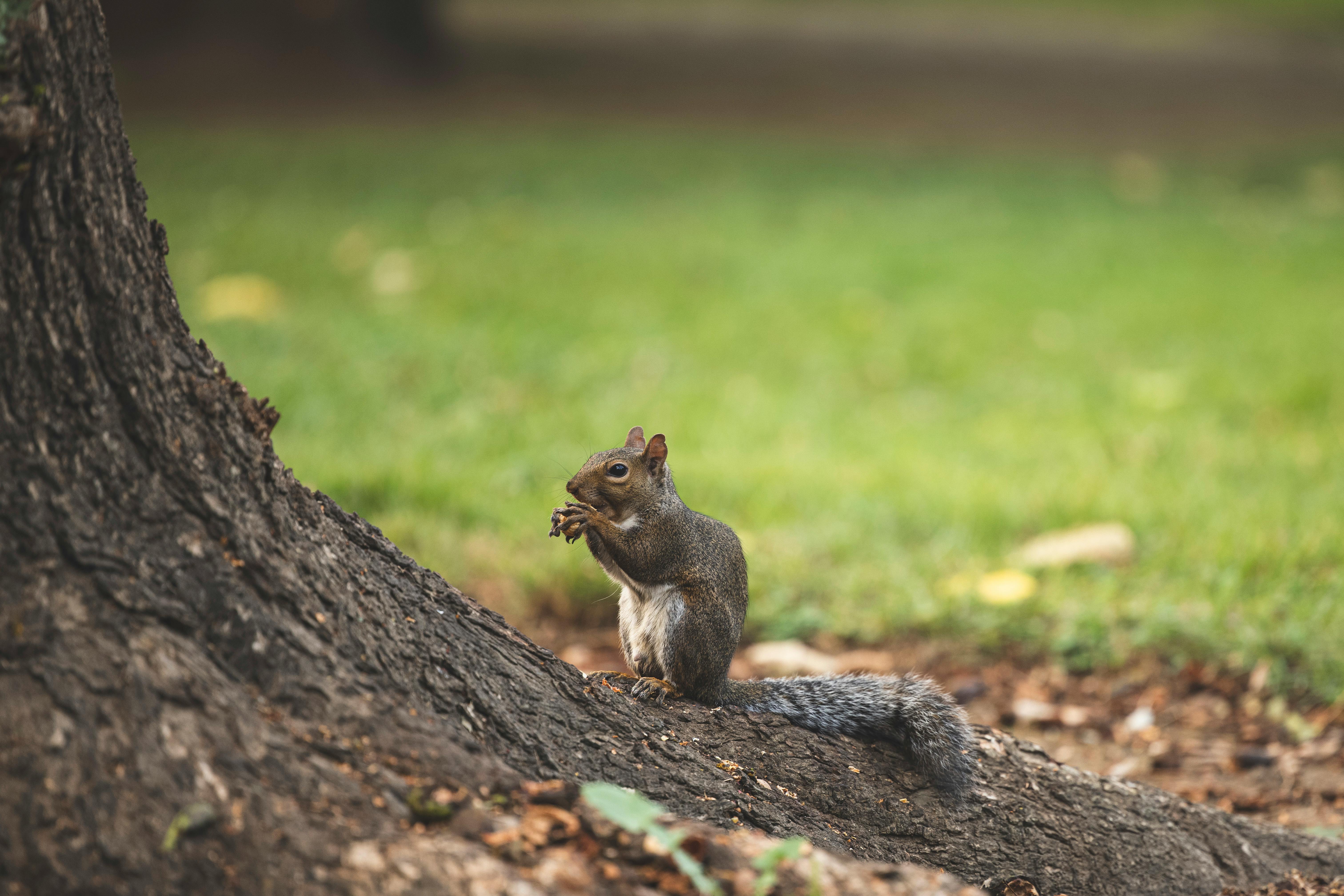 Brown Squirrel Holding on Tree · Free Stock Photo