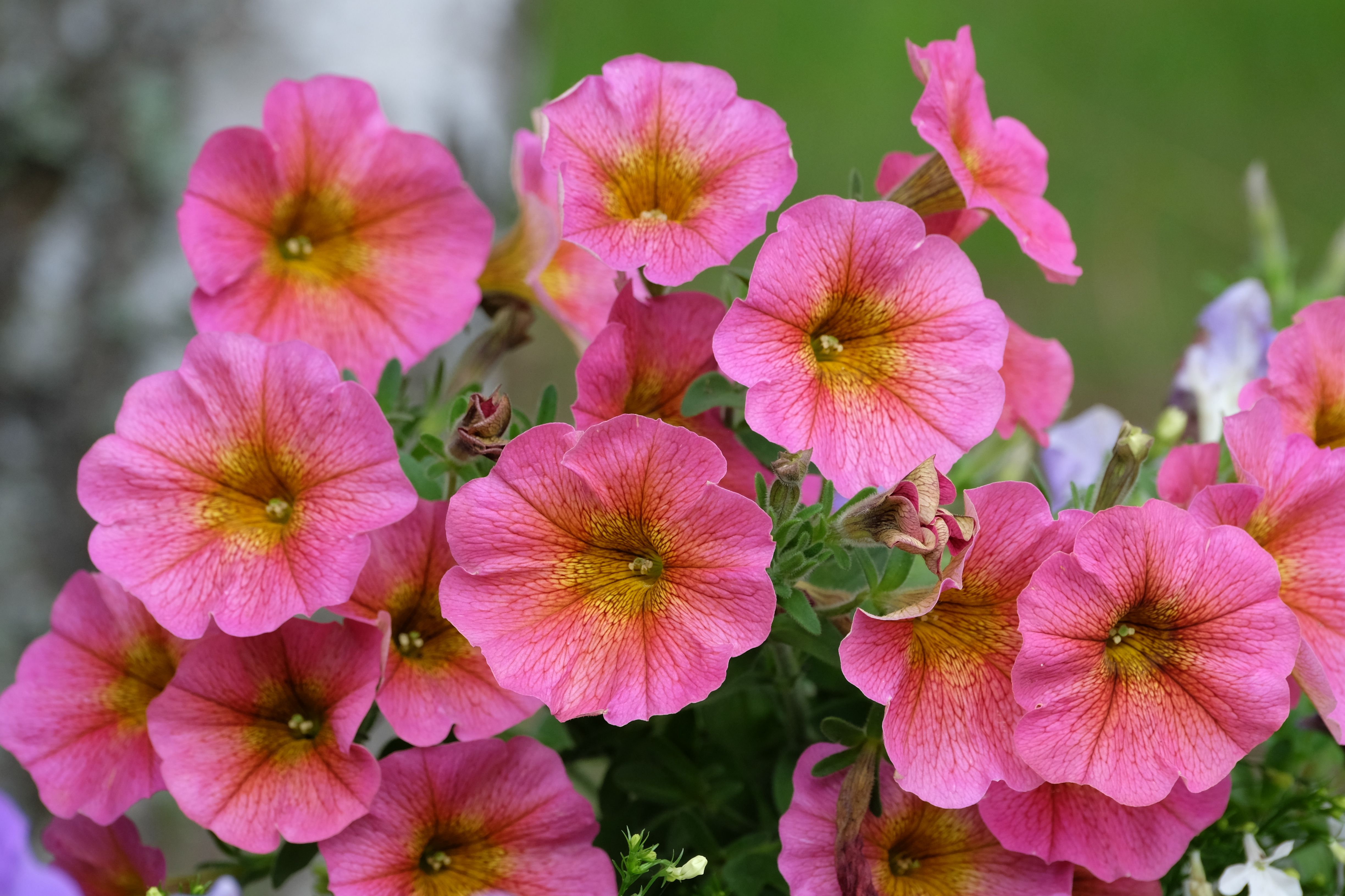 Petunias De Color Rosa Vibrante En Plena Floración Al Aire Libre · Foto ...