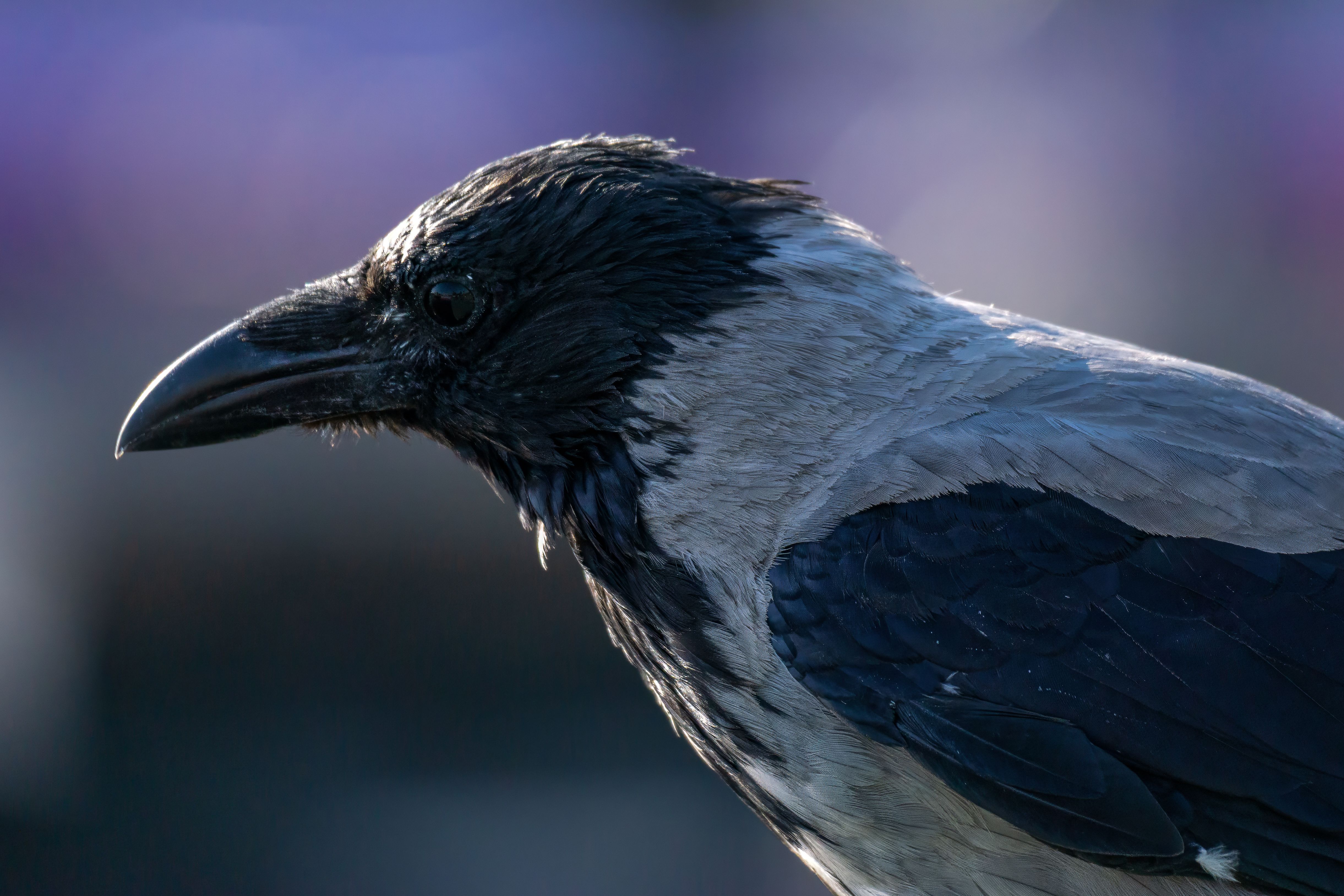 Close-up Portrait of a Hooded Crow in Soft Light · Free Stock Photo