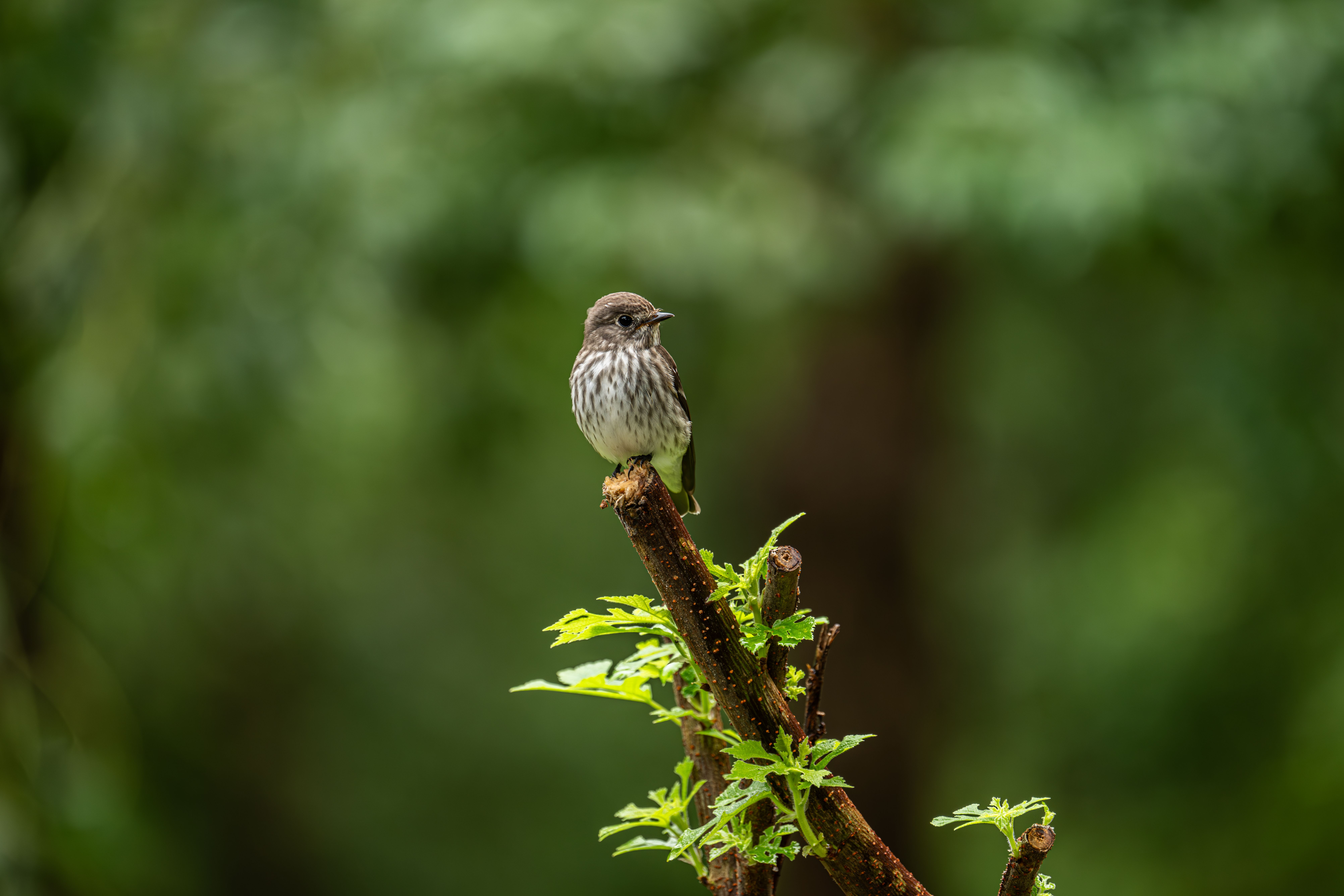 Little Bird Perched on Dried Stalk in Spain · Free Stock Photo
