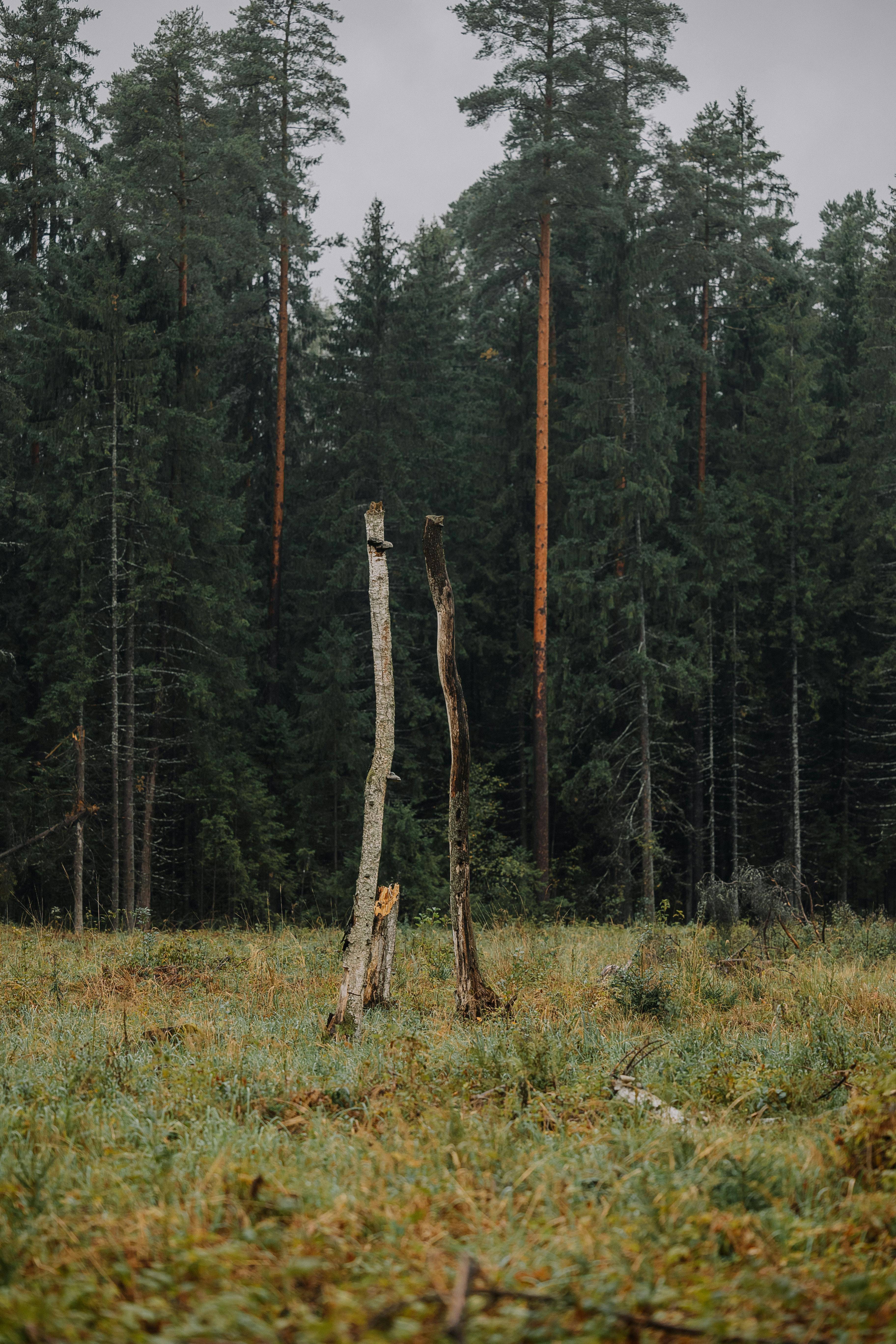 Dense Evergreen Forest with Tall Tree Stumps · Free Stock Photo