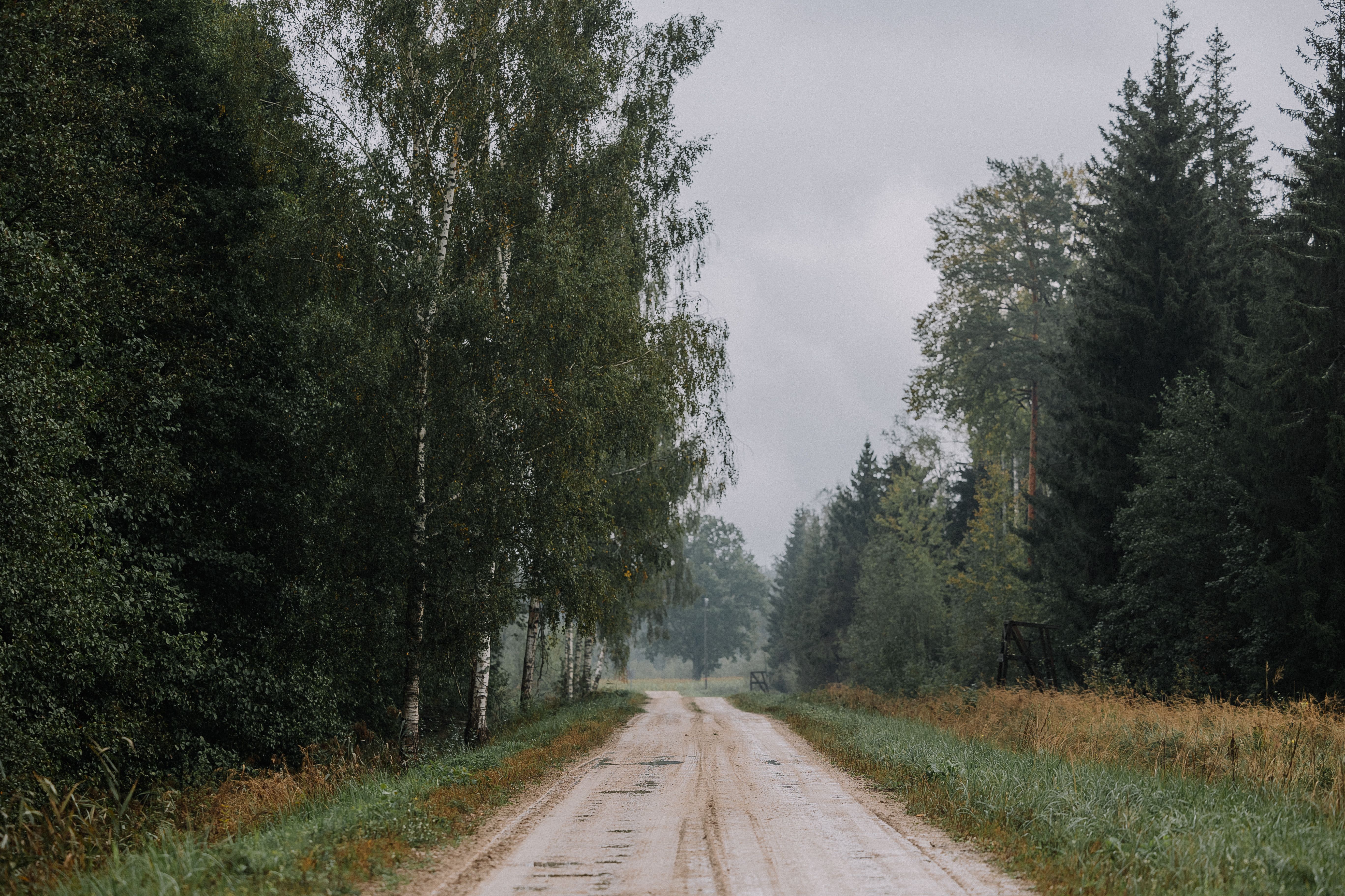 Dusty Rural Road Through a Dense Forest · Free Stock Photo