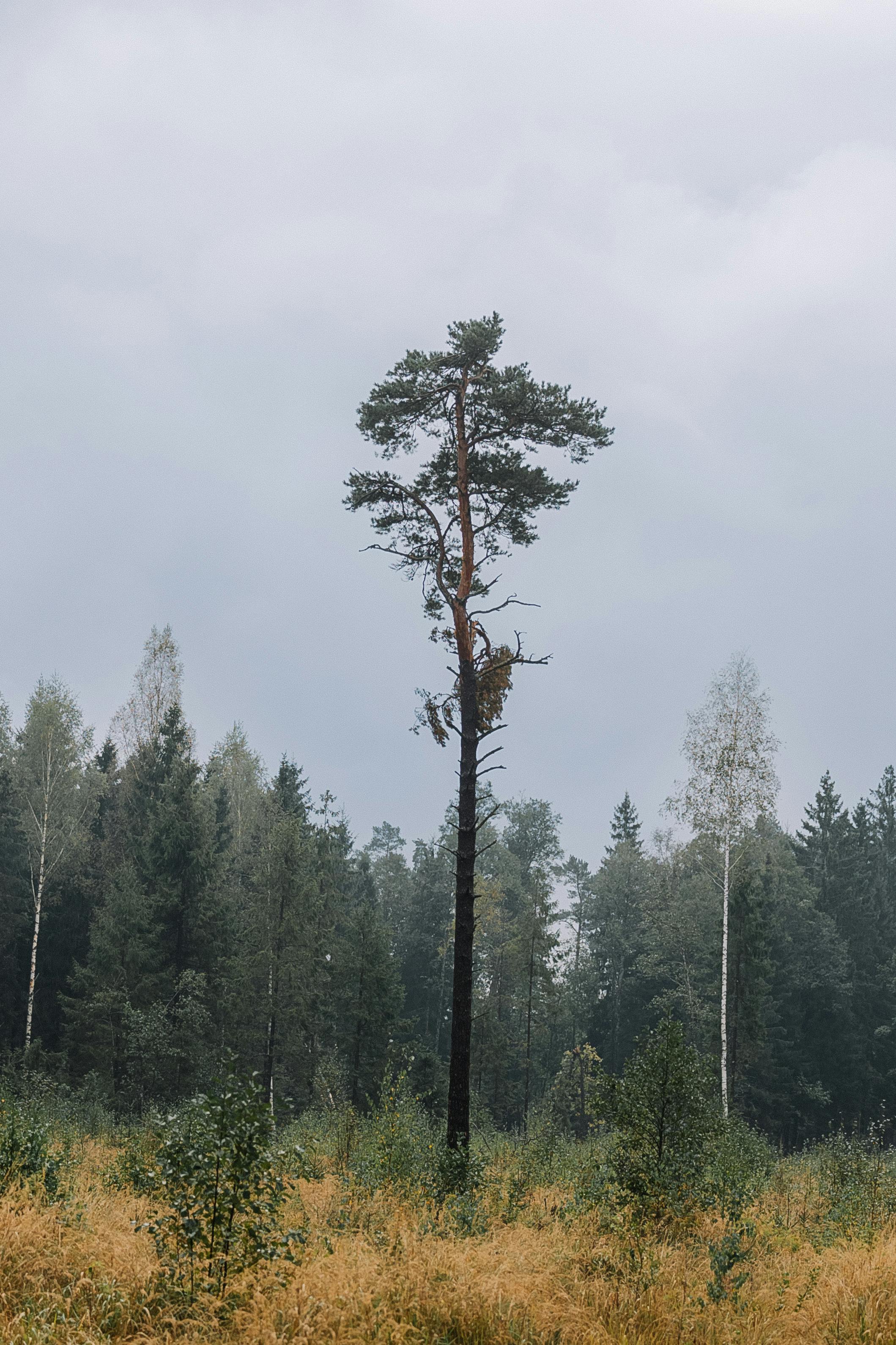 Solitary Pine Tree in Misty Forest Landscape · Free Stock Photo