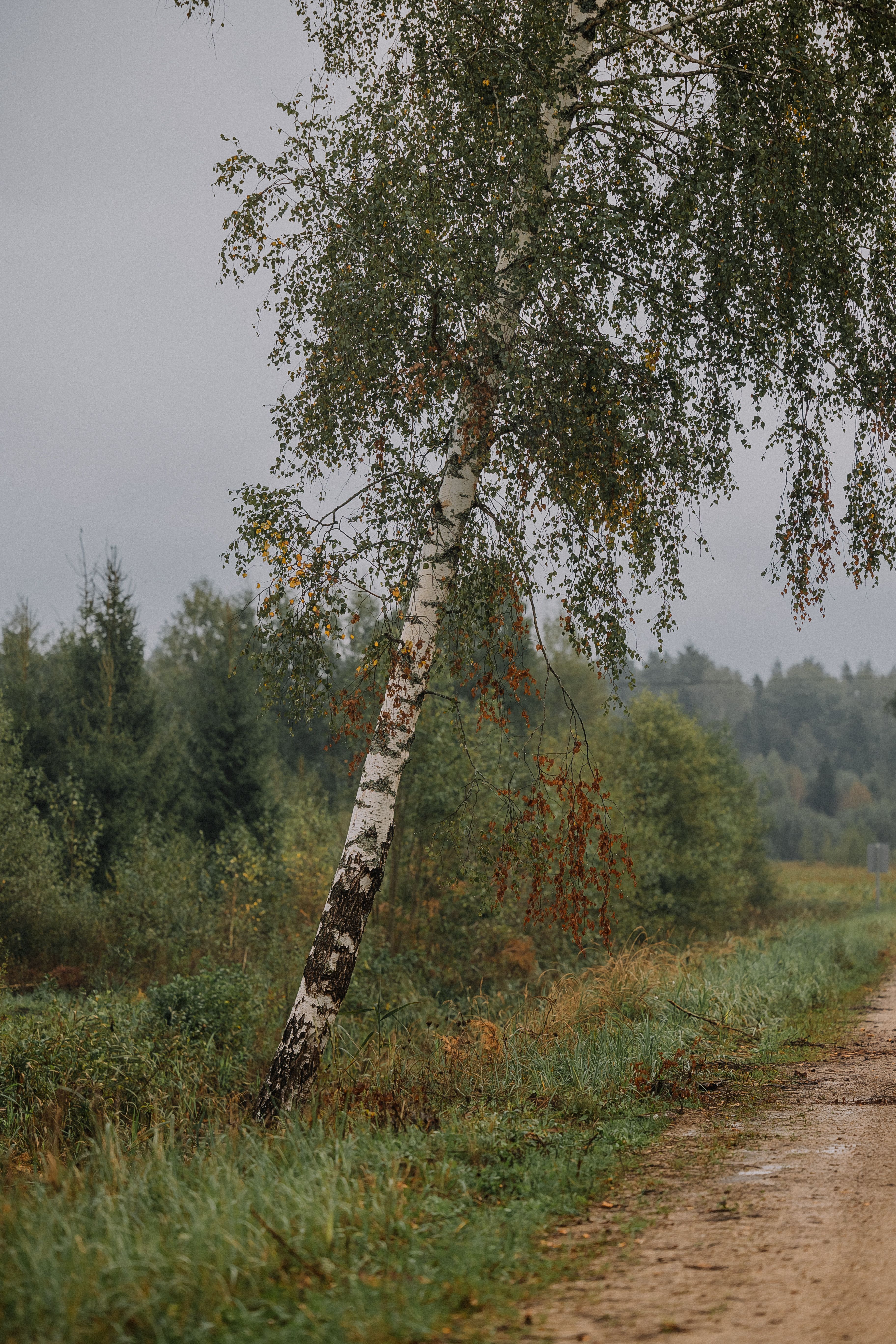 Leaning Birch Tree on a Rural Woodland Path · Free Stock Photo