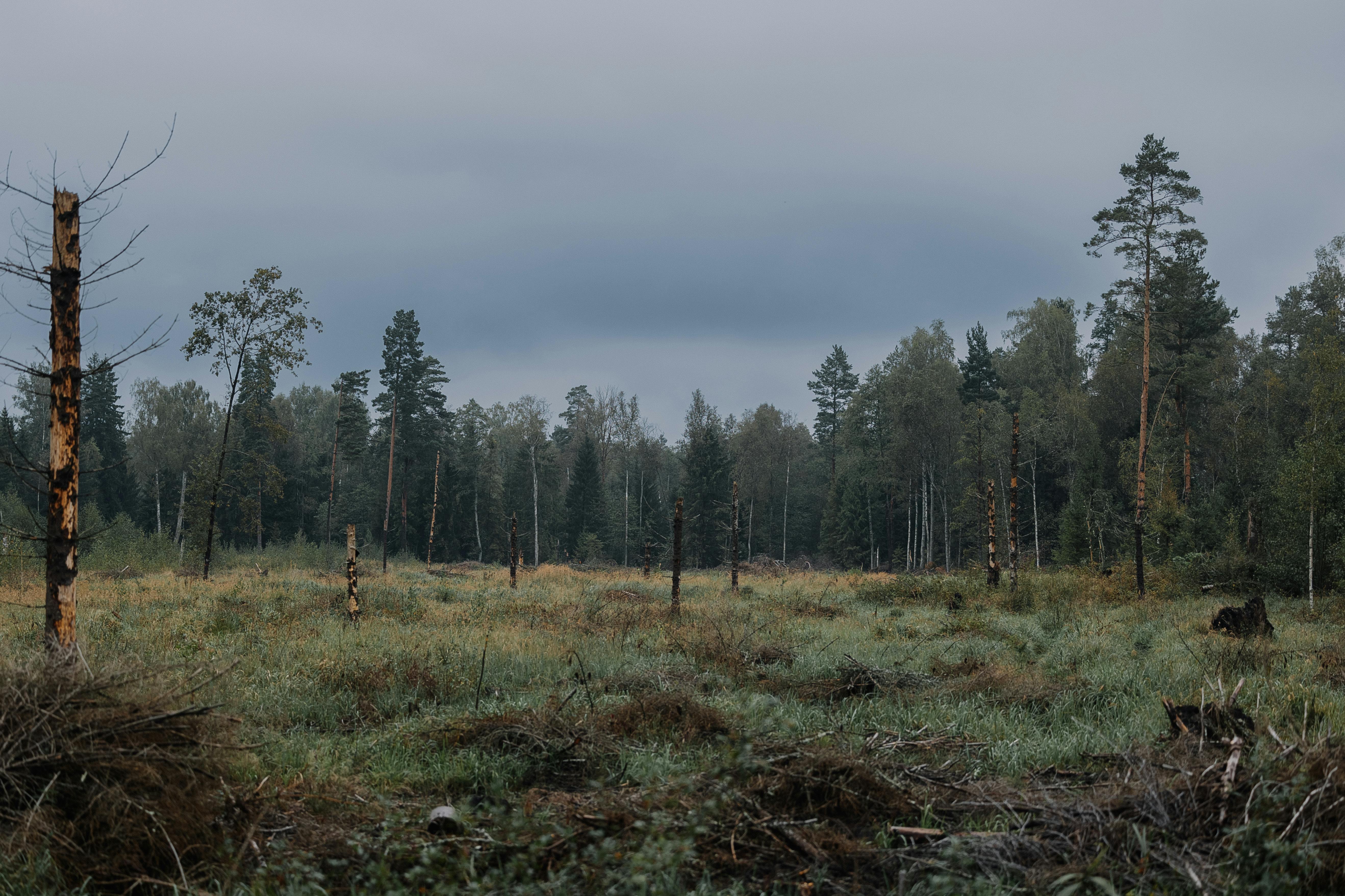 Moody Forest Landscape with Sparse Trees · Free Stock Photo