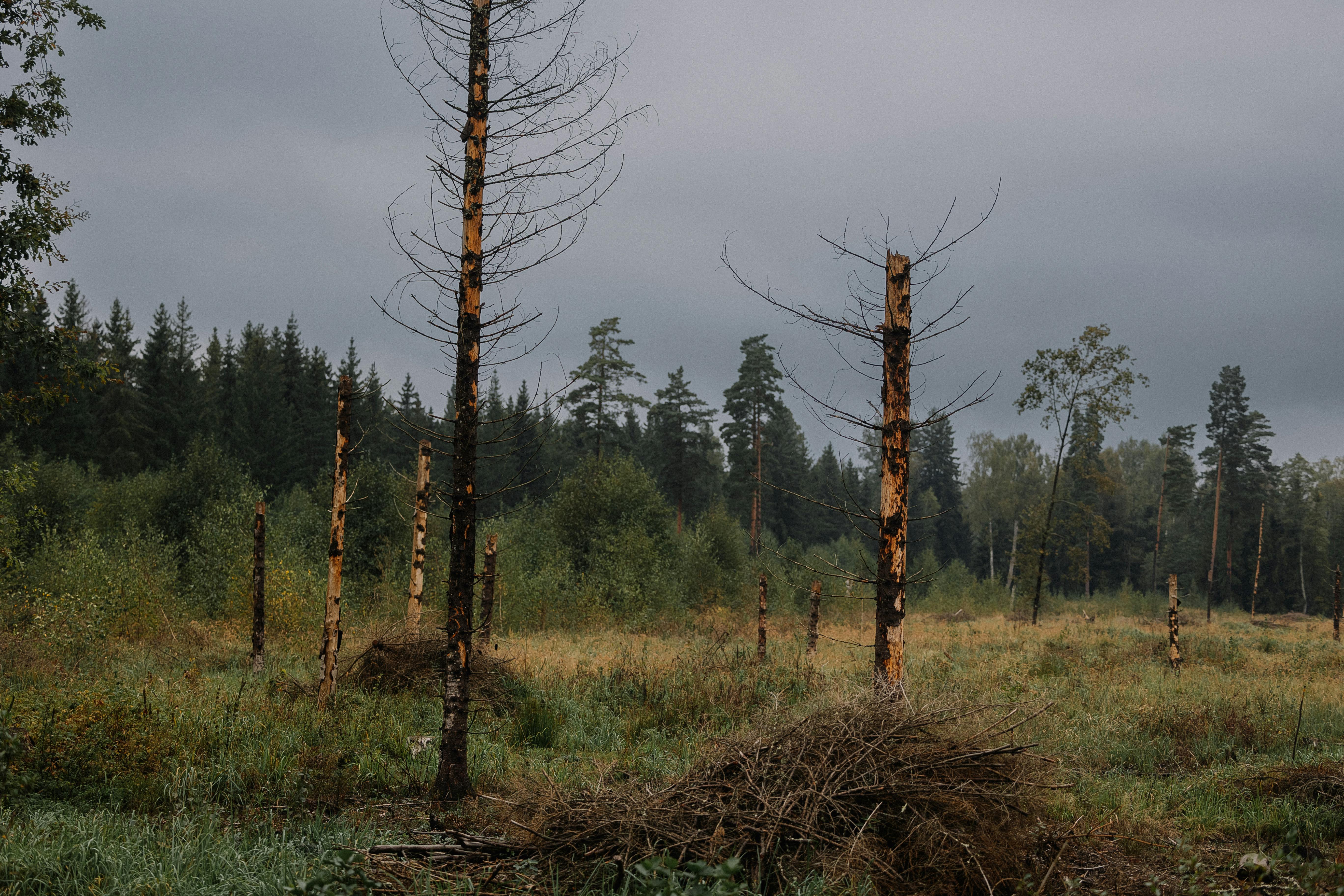 Decayed Trees in a Misty Forest Landscape · Free Stock Photo