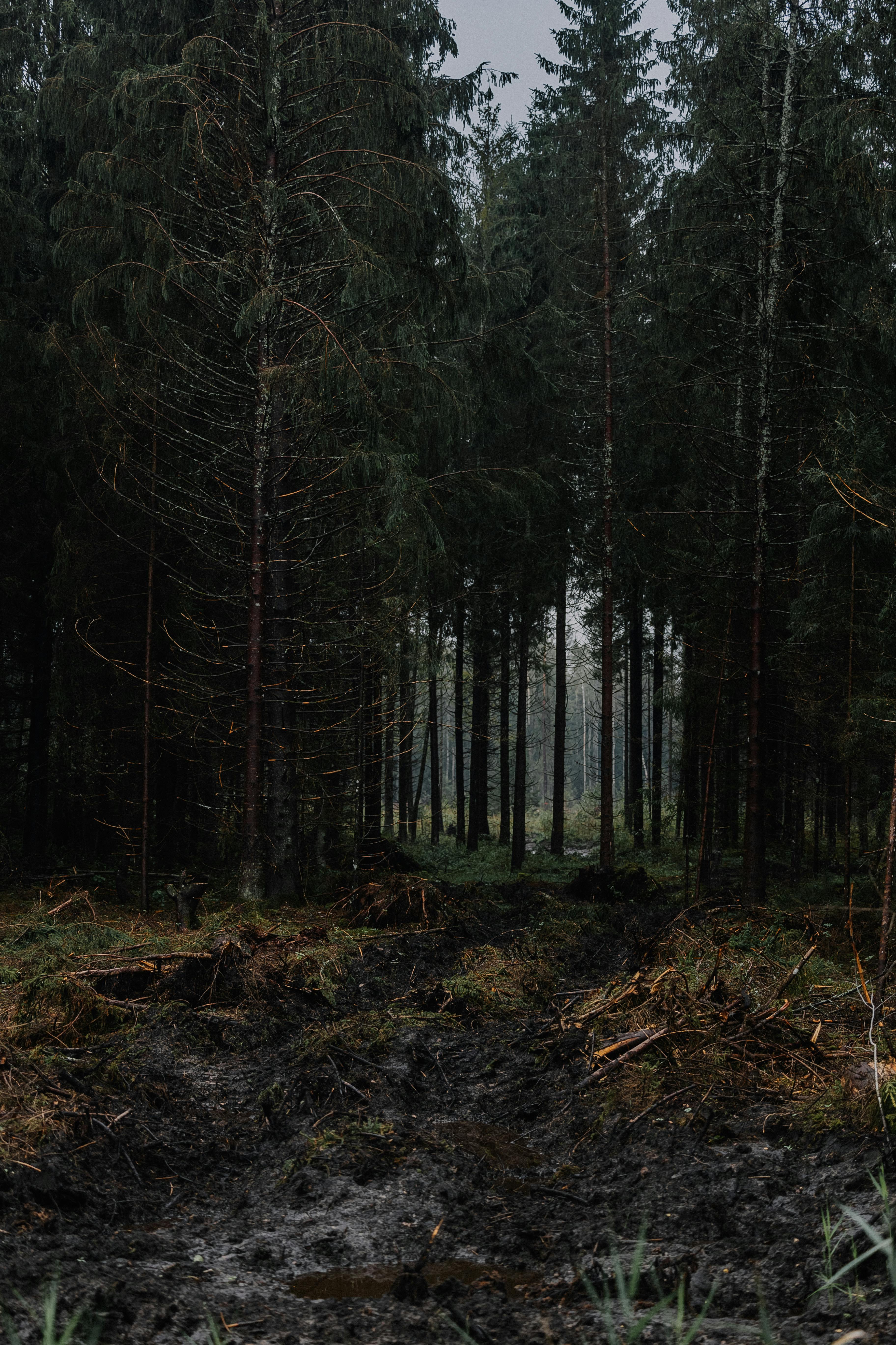 Gloomy Forest Pathway in Dense Woodland · Free Stock Photo