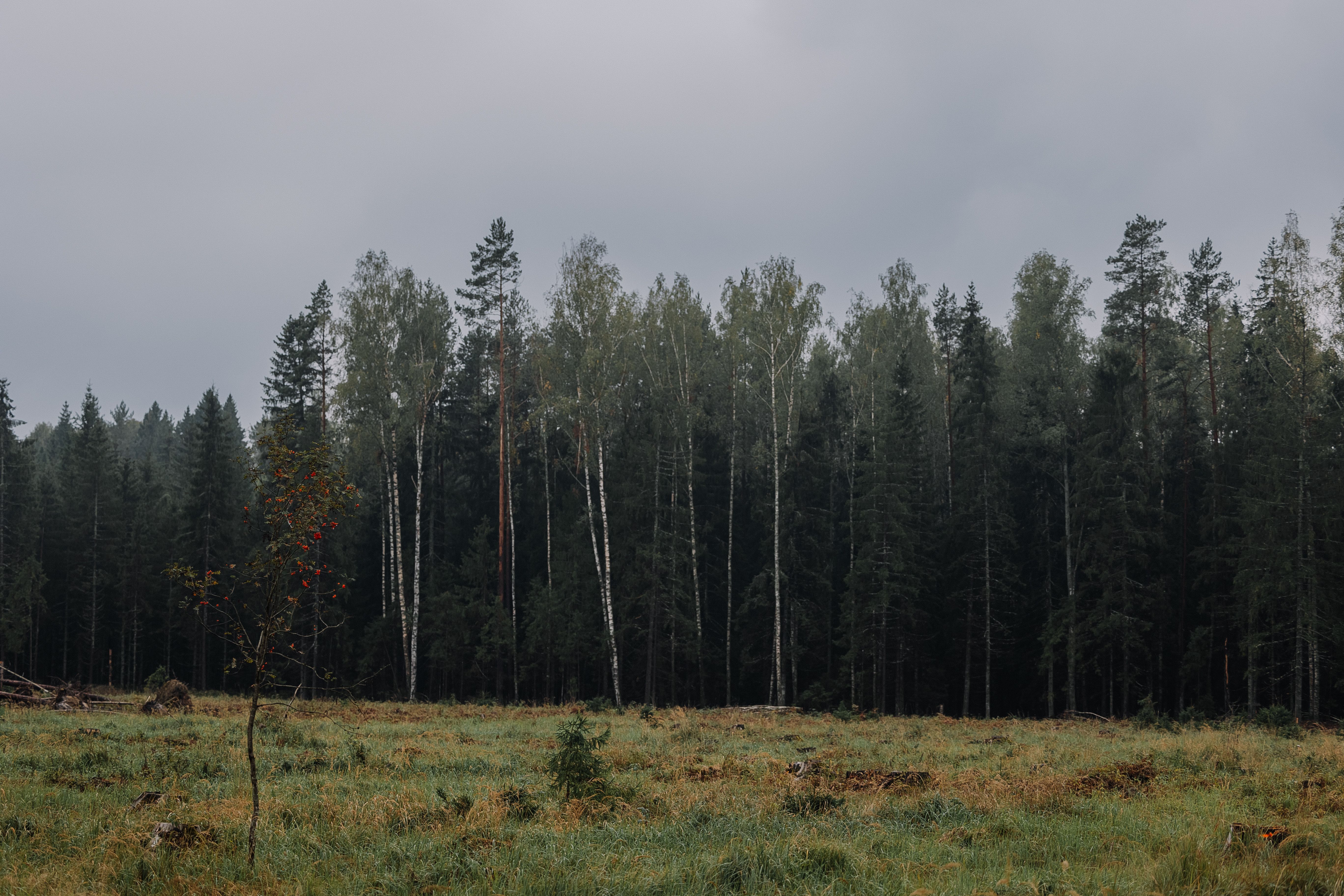 Tranquil Autumn Forest with Overcast Sky · Free Stock Photo