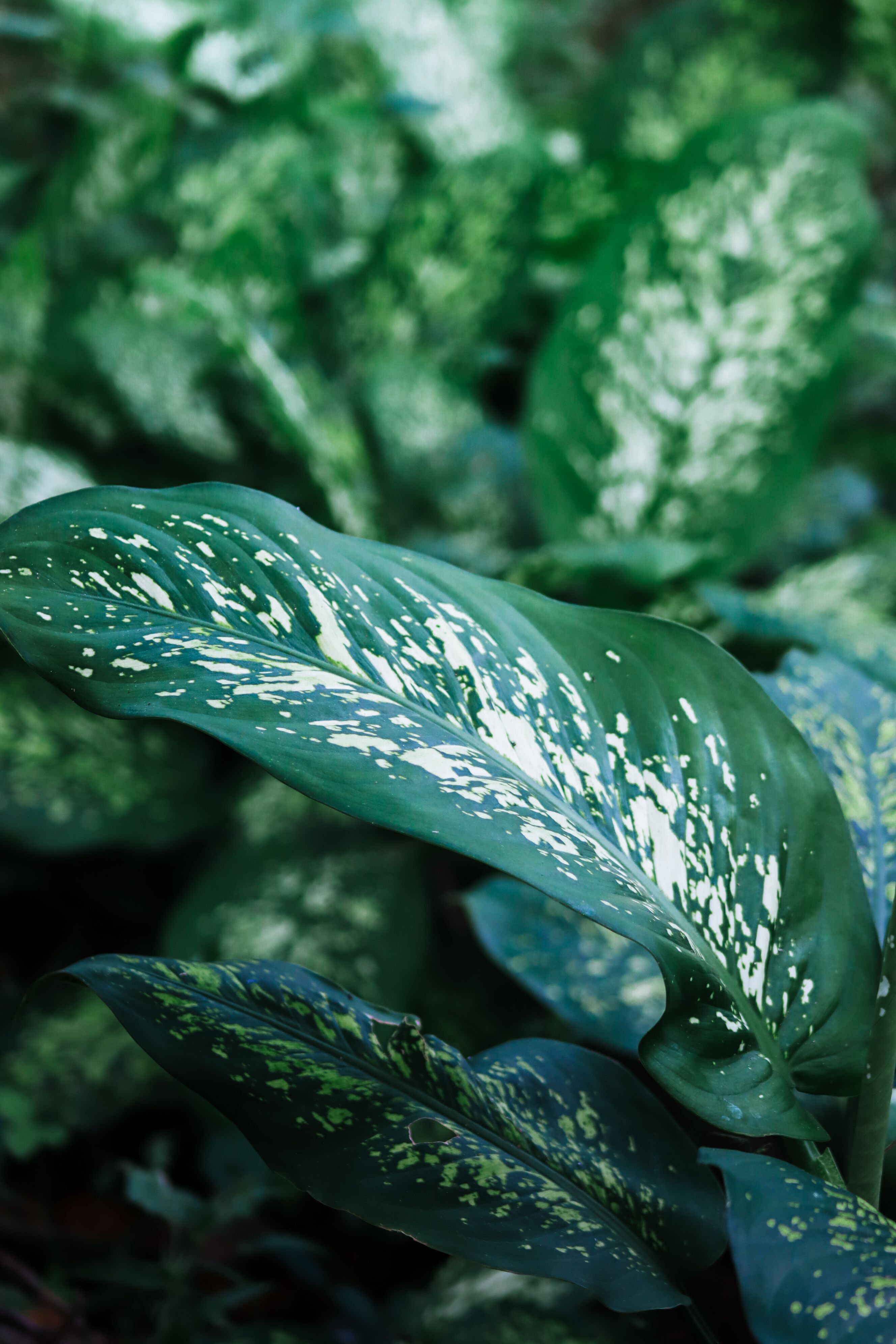 Close-up of Variegated Green Leaf with White Speckles · Free Stock Photo