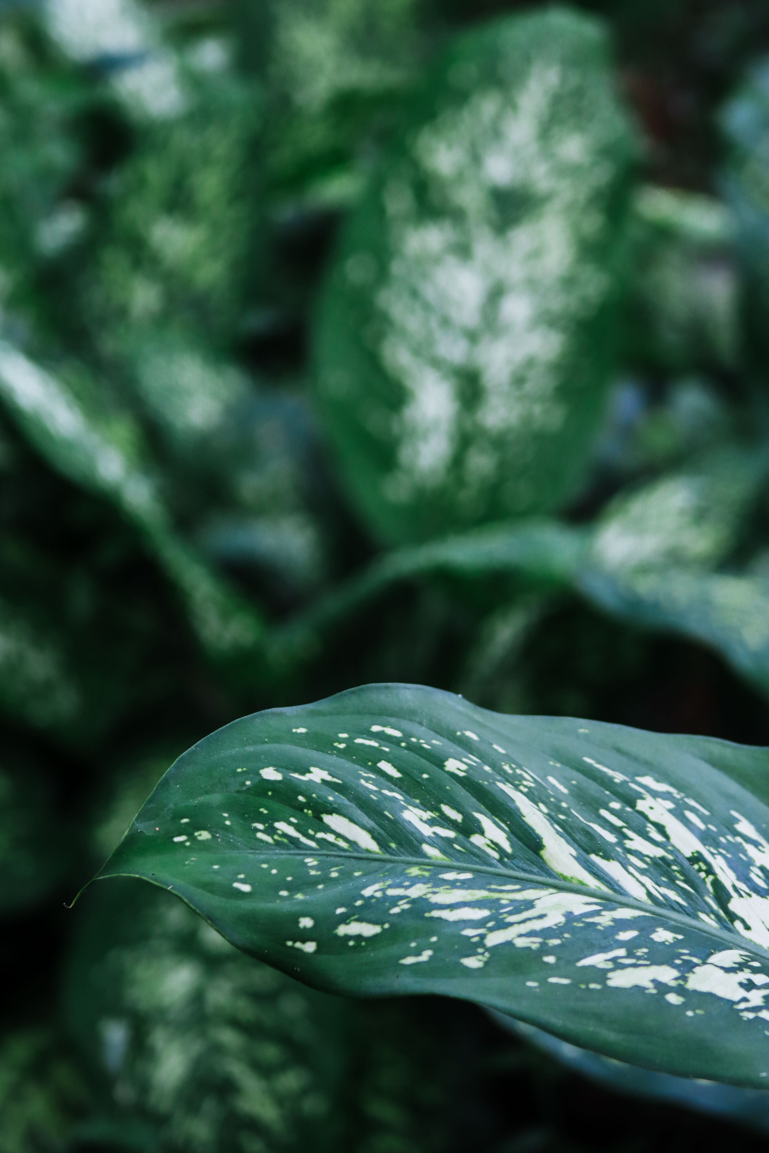 Close-up of Green Variegated Leaf in Nature · Free Stock Photo