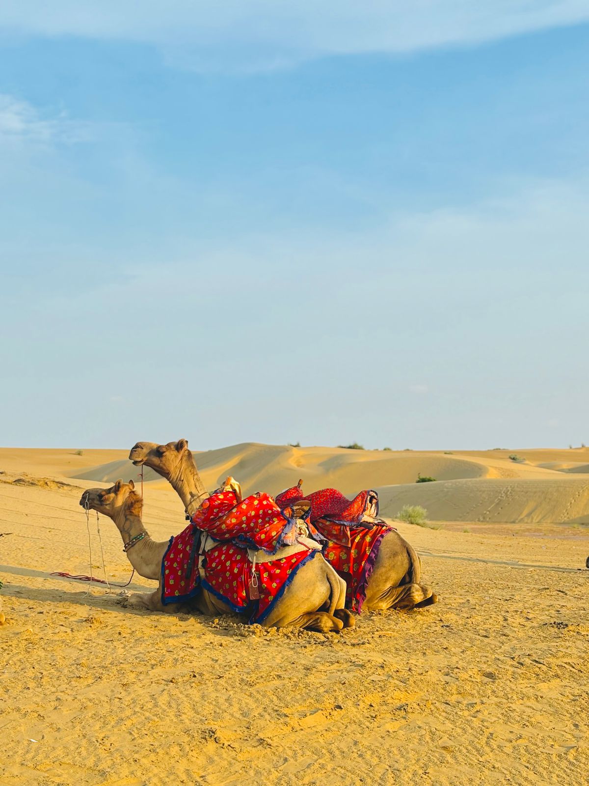 Rajasthan Desert Photos, Download The BEST Free Rajasthan Desert Stock ...