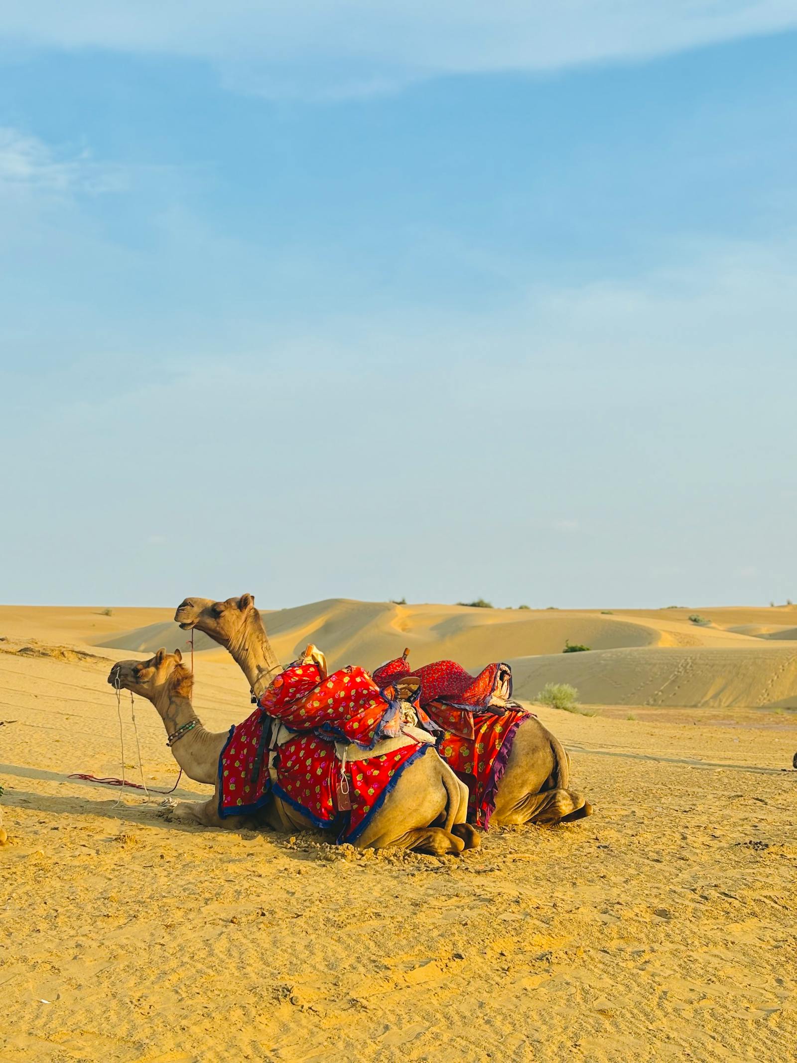 Thar Desert Photos, Download The BEST Free Thar Desert Stock Photos & HD Images