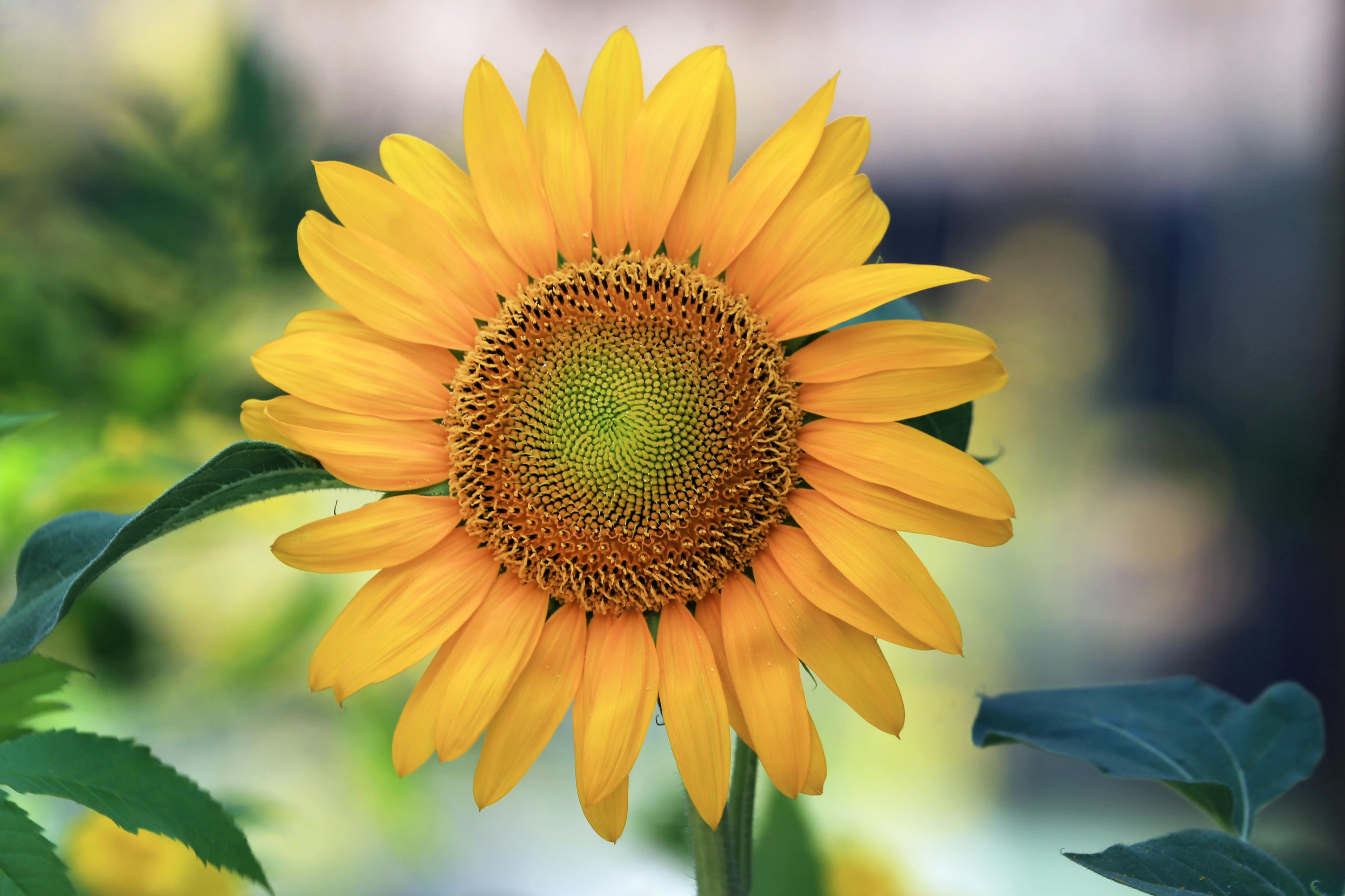 Sunflower Close-up · Free Stock Photo