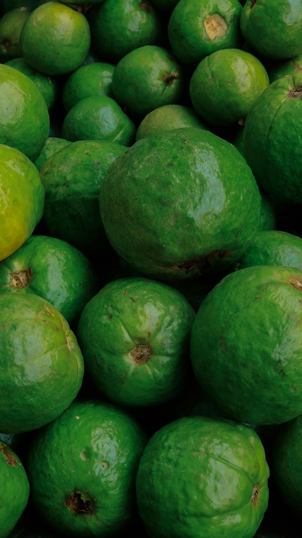 Guava Fruit Photos, Download The BEST Free Guava Fruit Stock Photos ...