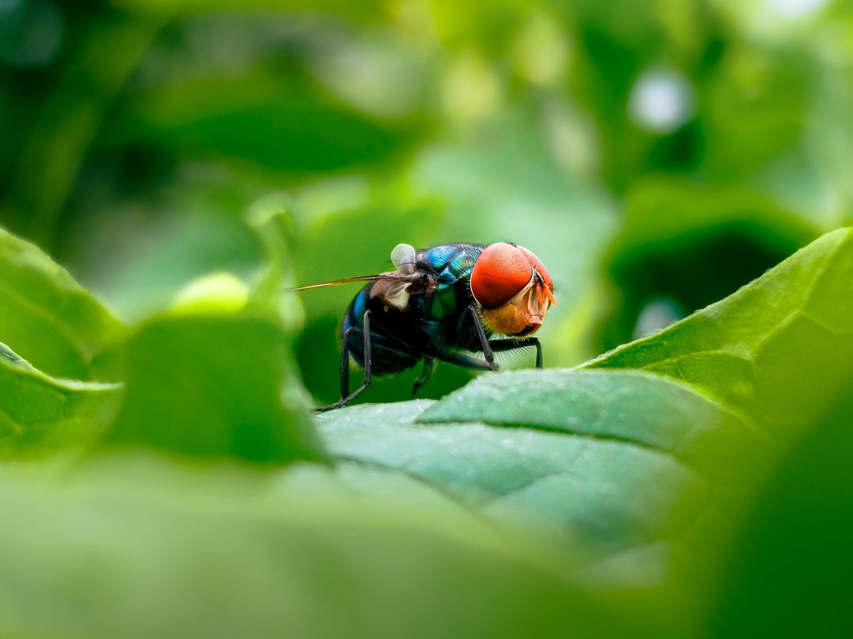 Close-up of a Colorful Fly on Green Leaves · Free Stock Photo
