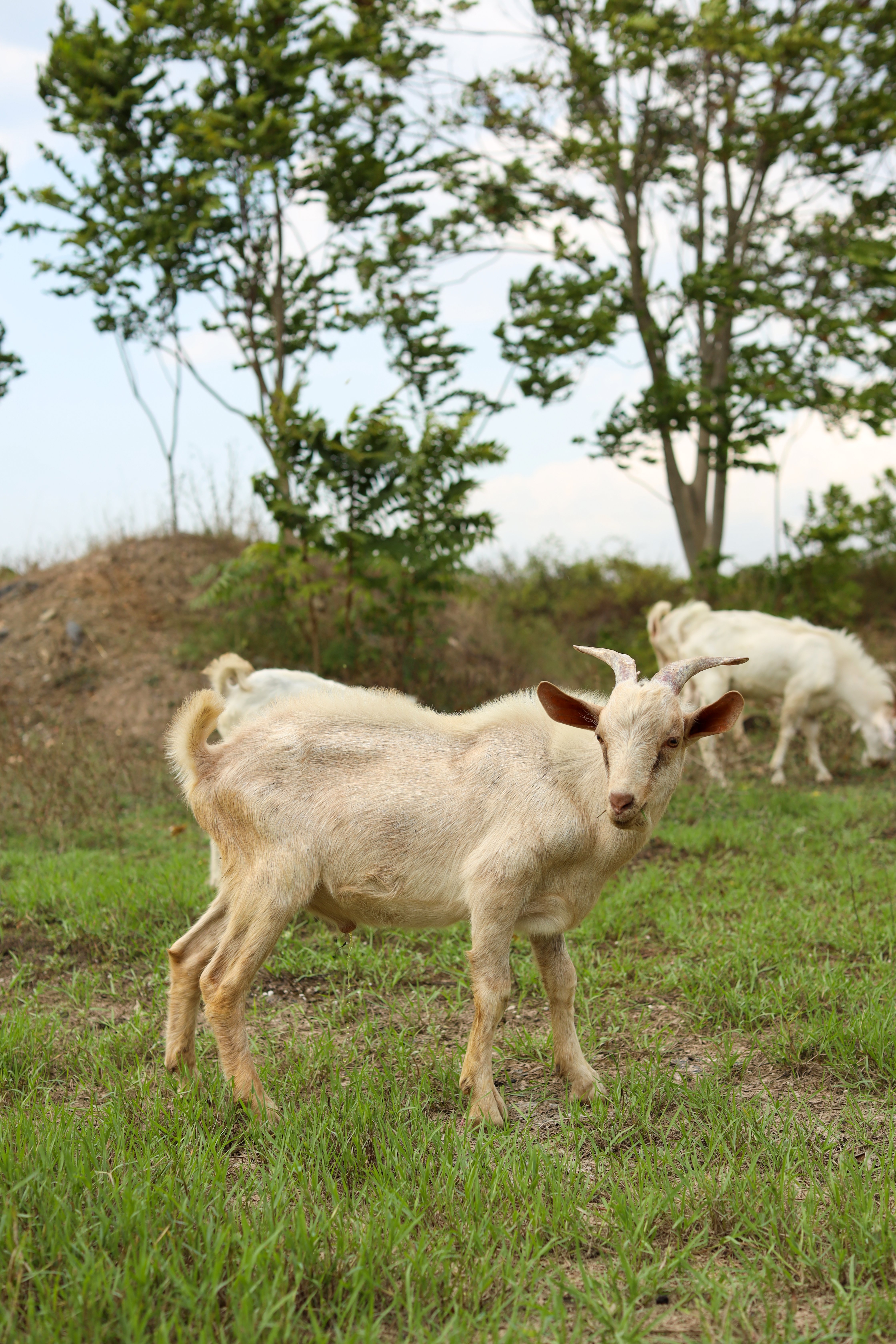 Pastoral Scene with Grazing Goats in Nature · Free Stock Photo