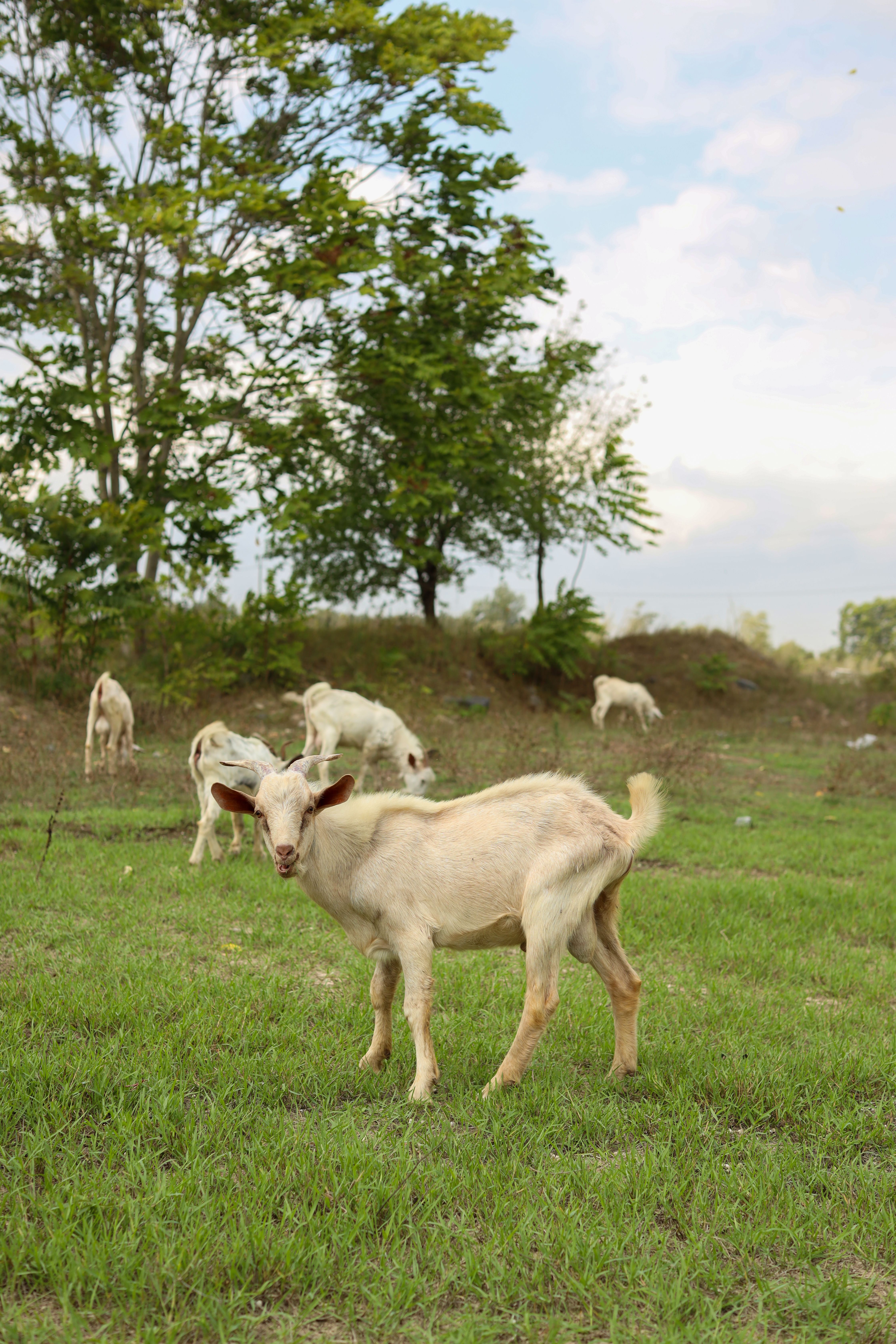Peaceful Herd of Goats Grazing in Countryside · Free Stock Photo