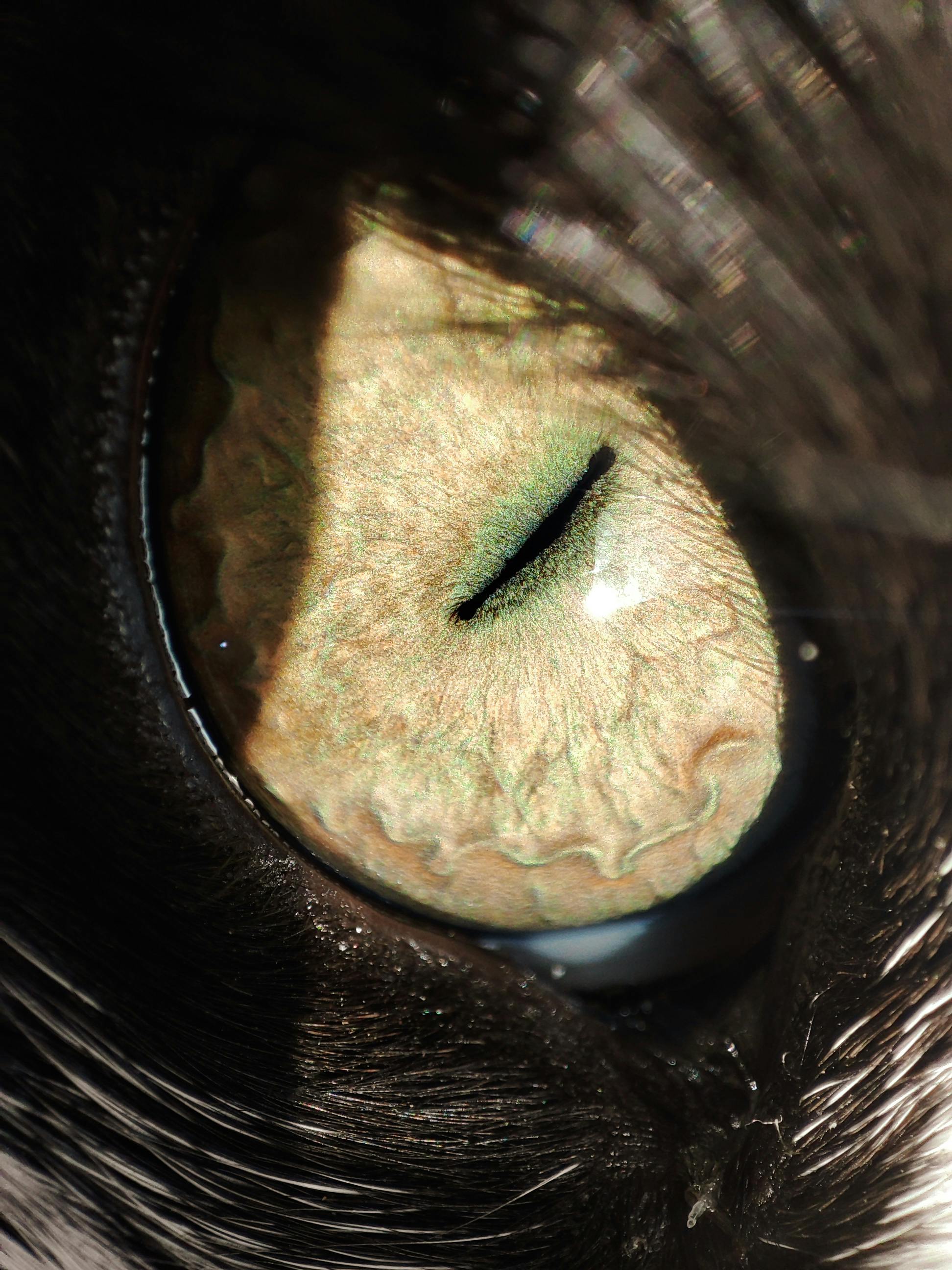 Close-up of a Cat's Eye with Detailed Texture · Free Stock Photo