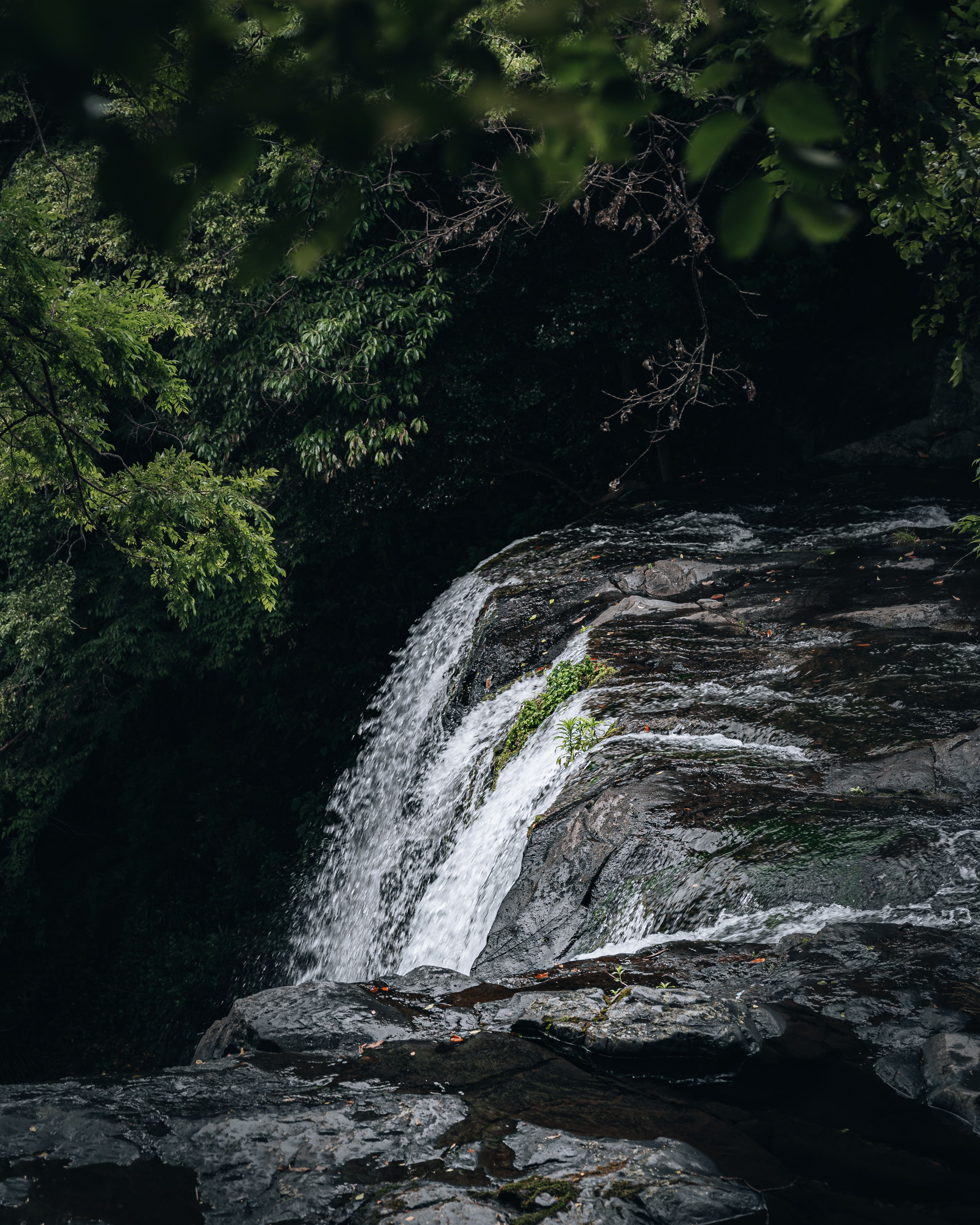Serene Waterfall in Lush Forest Setting · Free Stock Photo