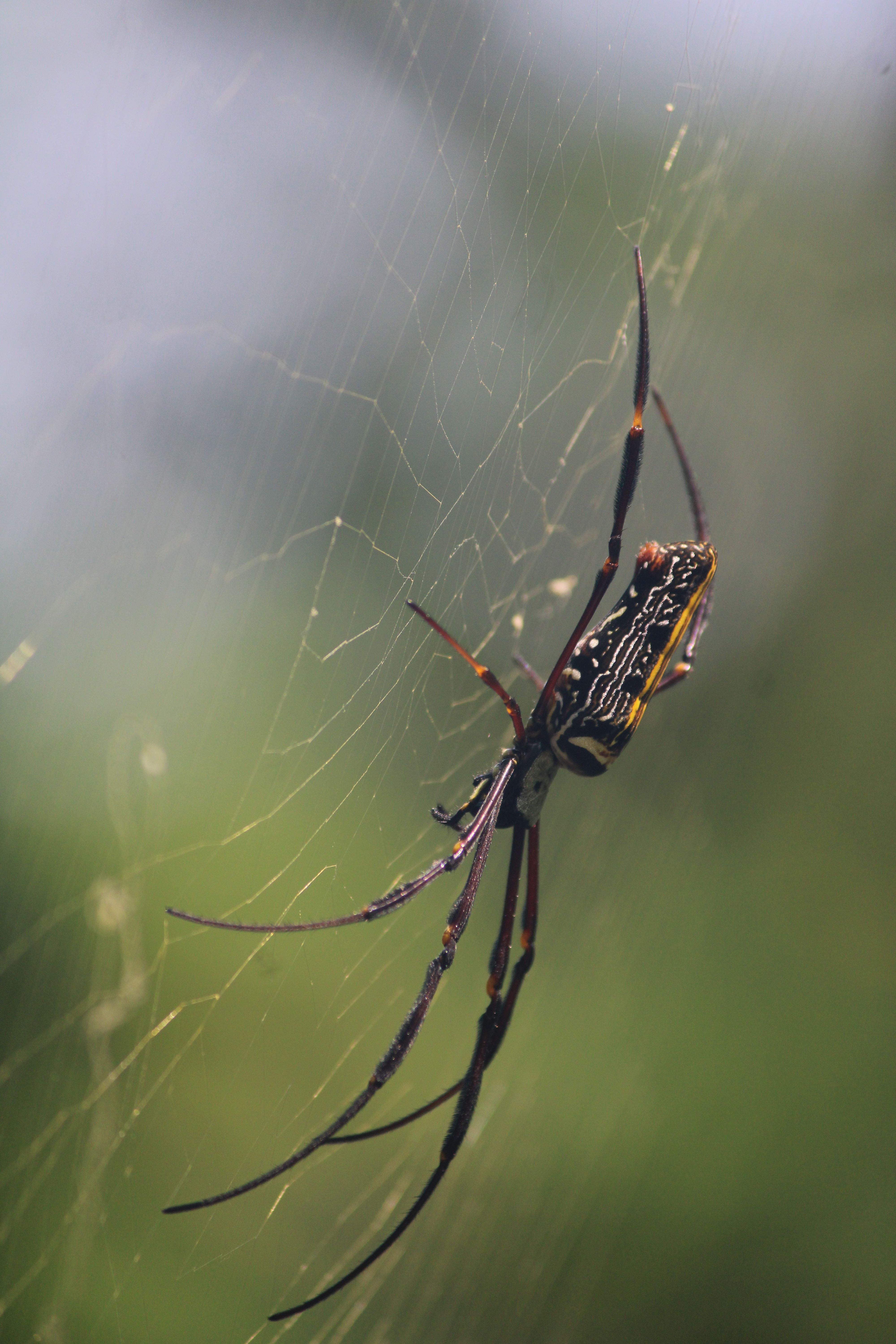 Giant Golden Orb-Weaver Spider on Web in India · Free Stock Photo