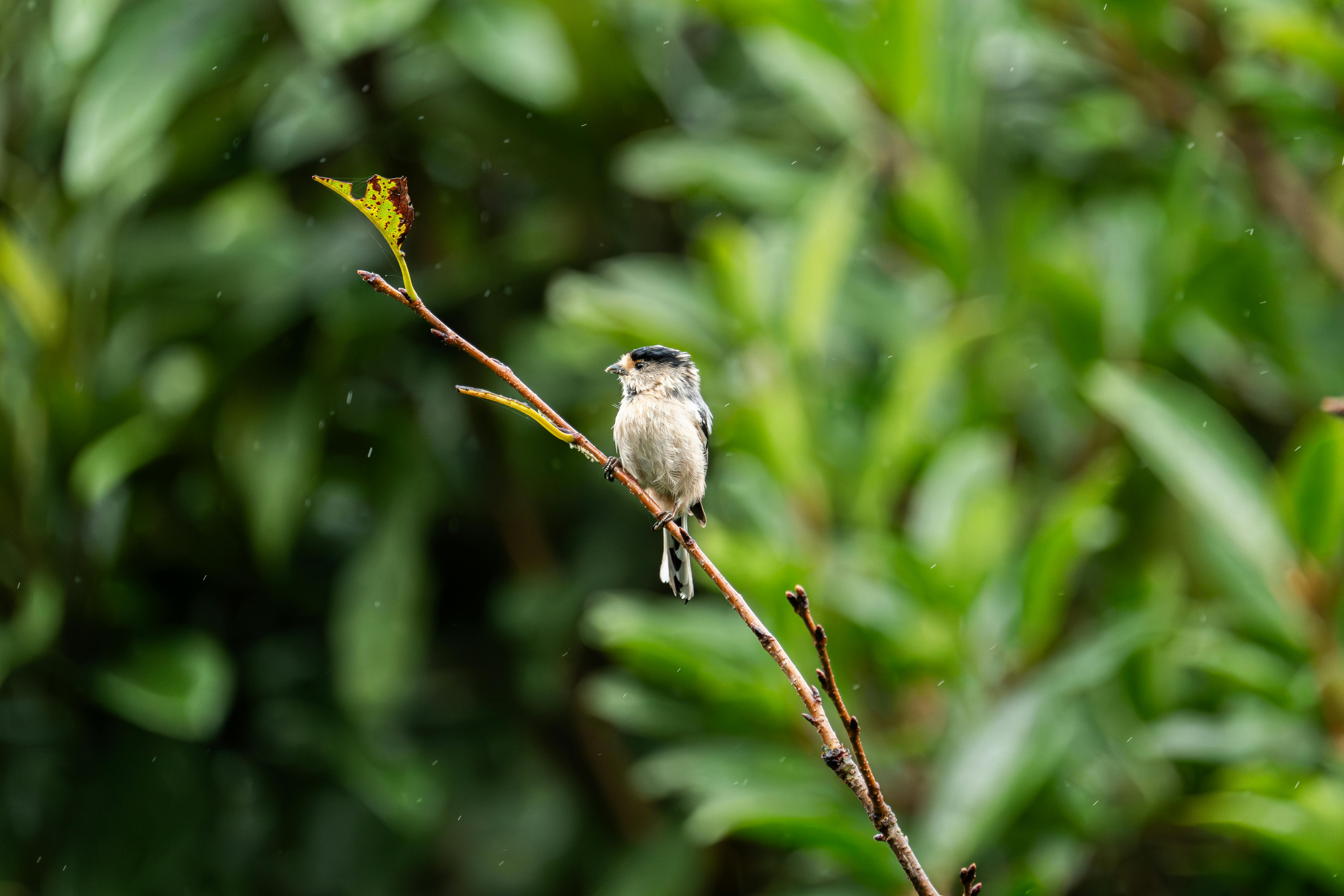 Yellow Brown Bird Perch on Tree · Free Stock Photo