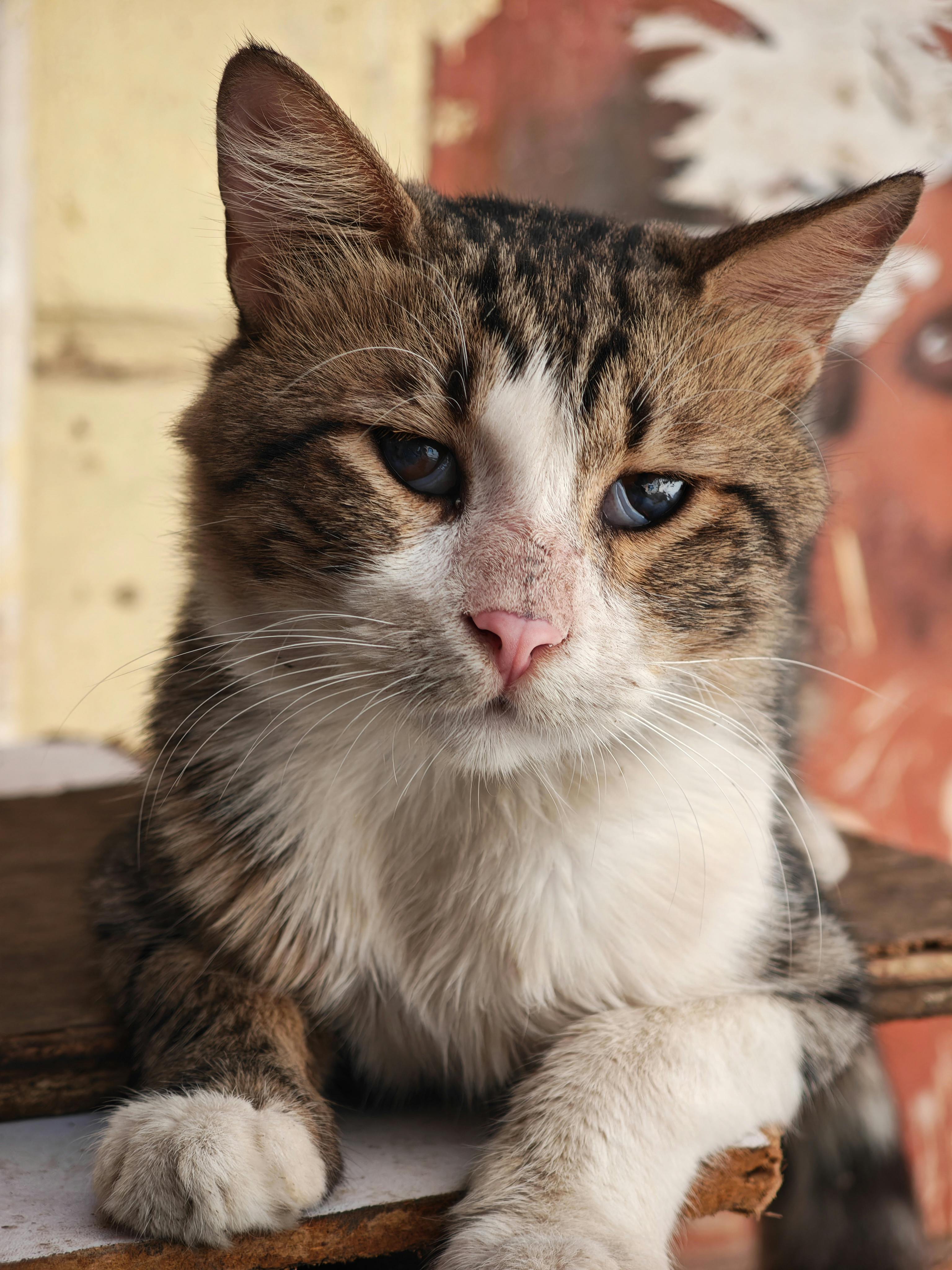 Close-up Portrait of a Domestic Cat in Cairo · Free Stock Photo