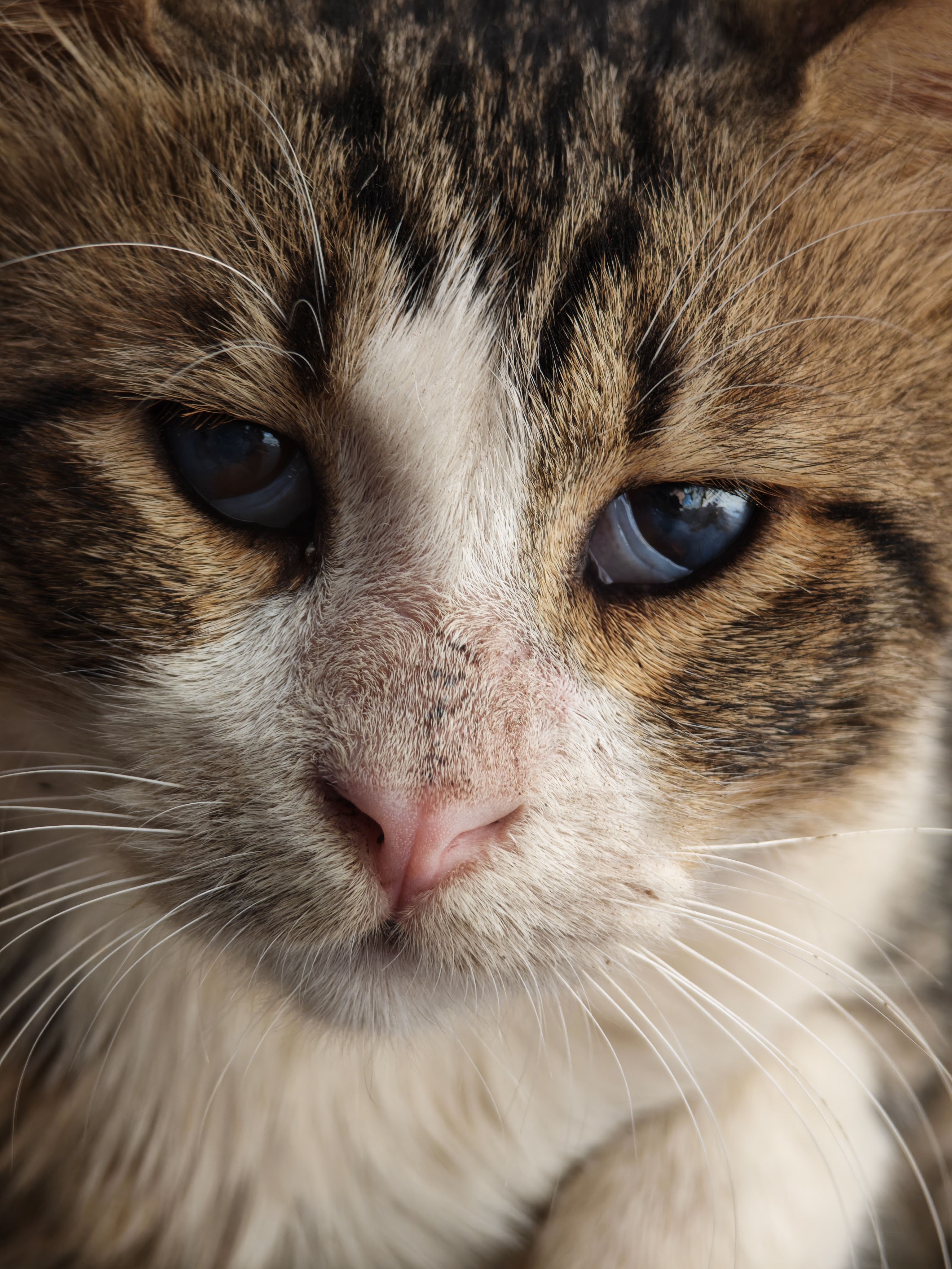 Close-Up Portrait of a Domestic Cat in Cairo · Free Stock Photo