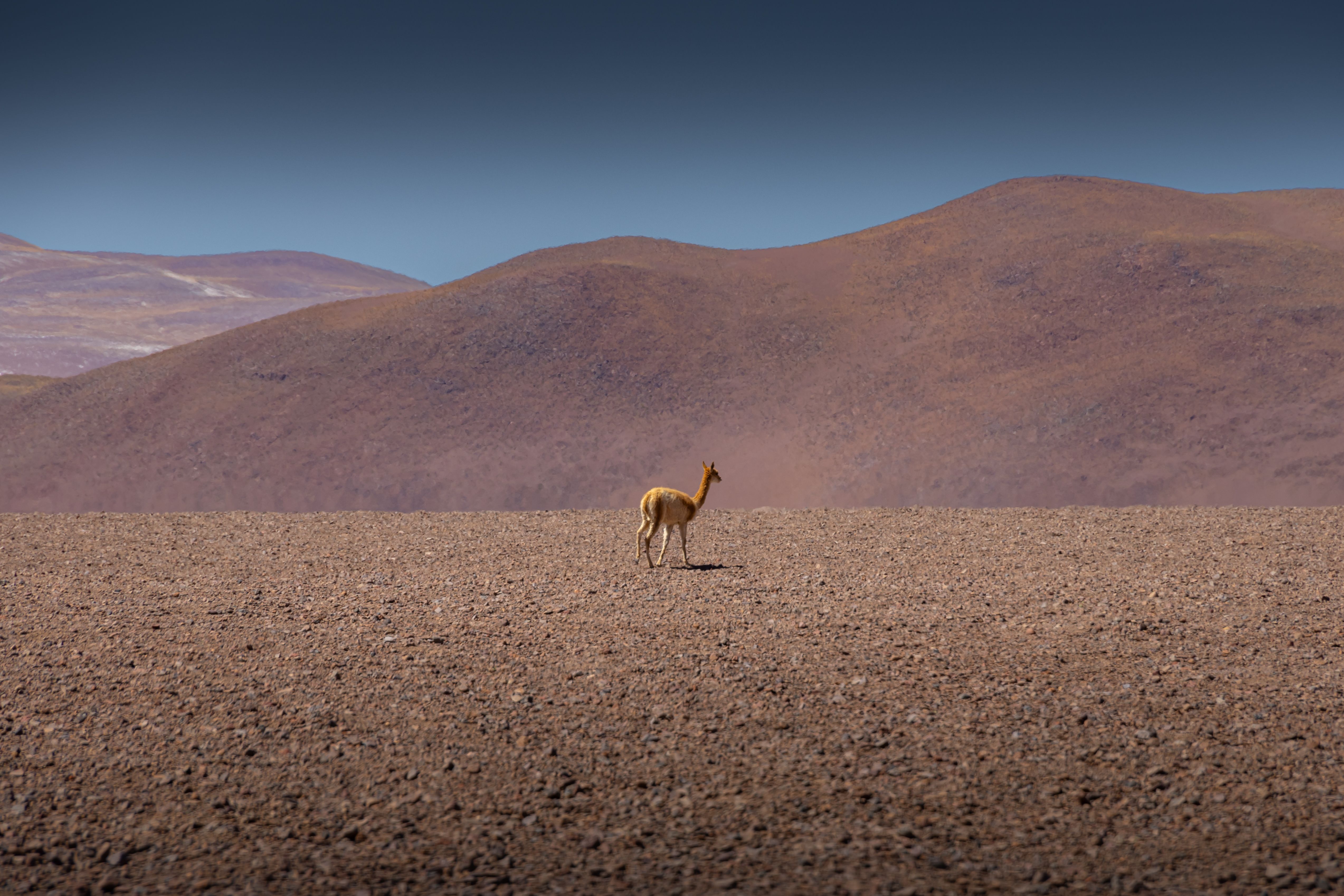 Lone Vicuna in the Vast Atacama Desert · Free Stock Photo