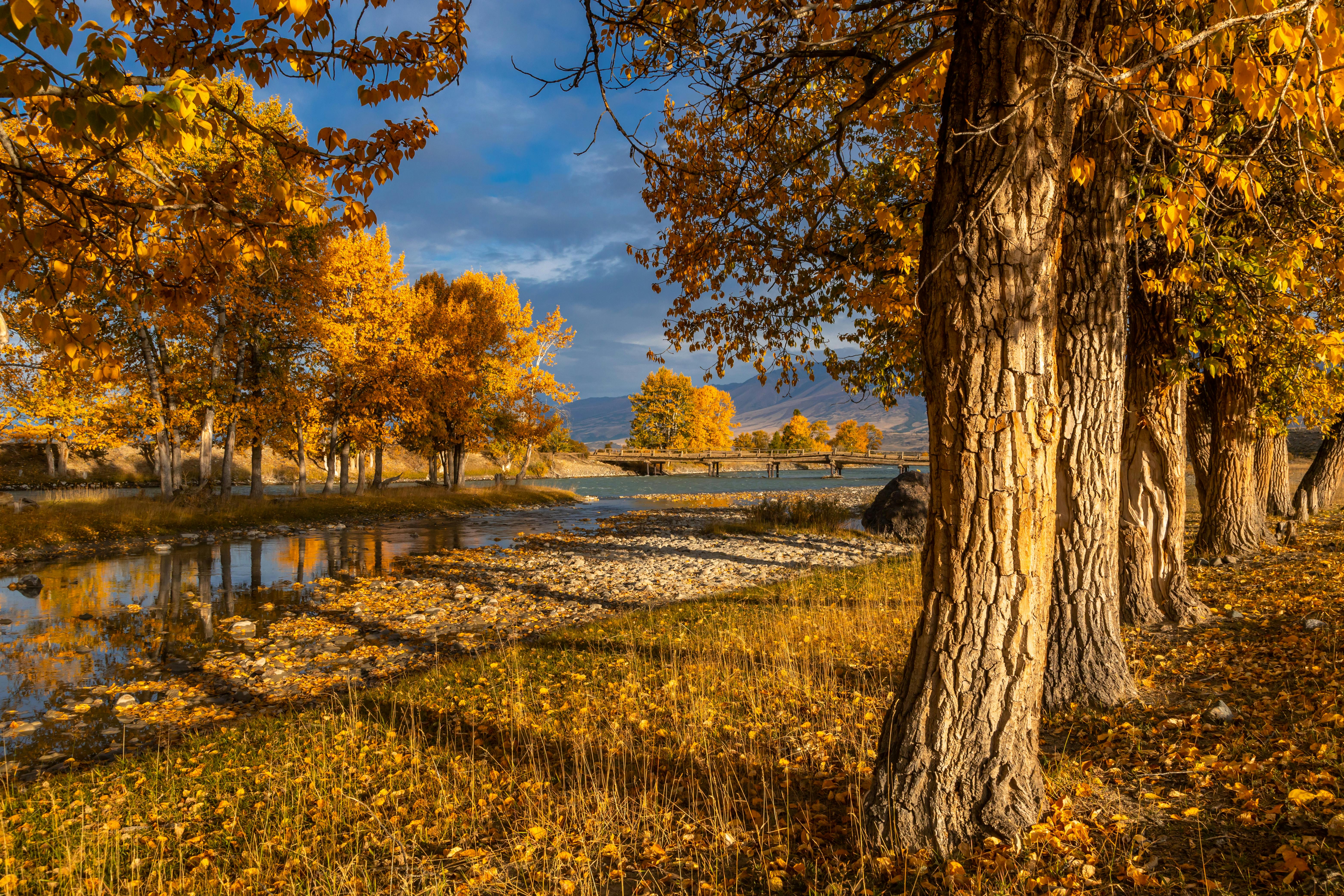 Scenic Autumn Landscape with River and Golden Trees · Free Stock Photo