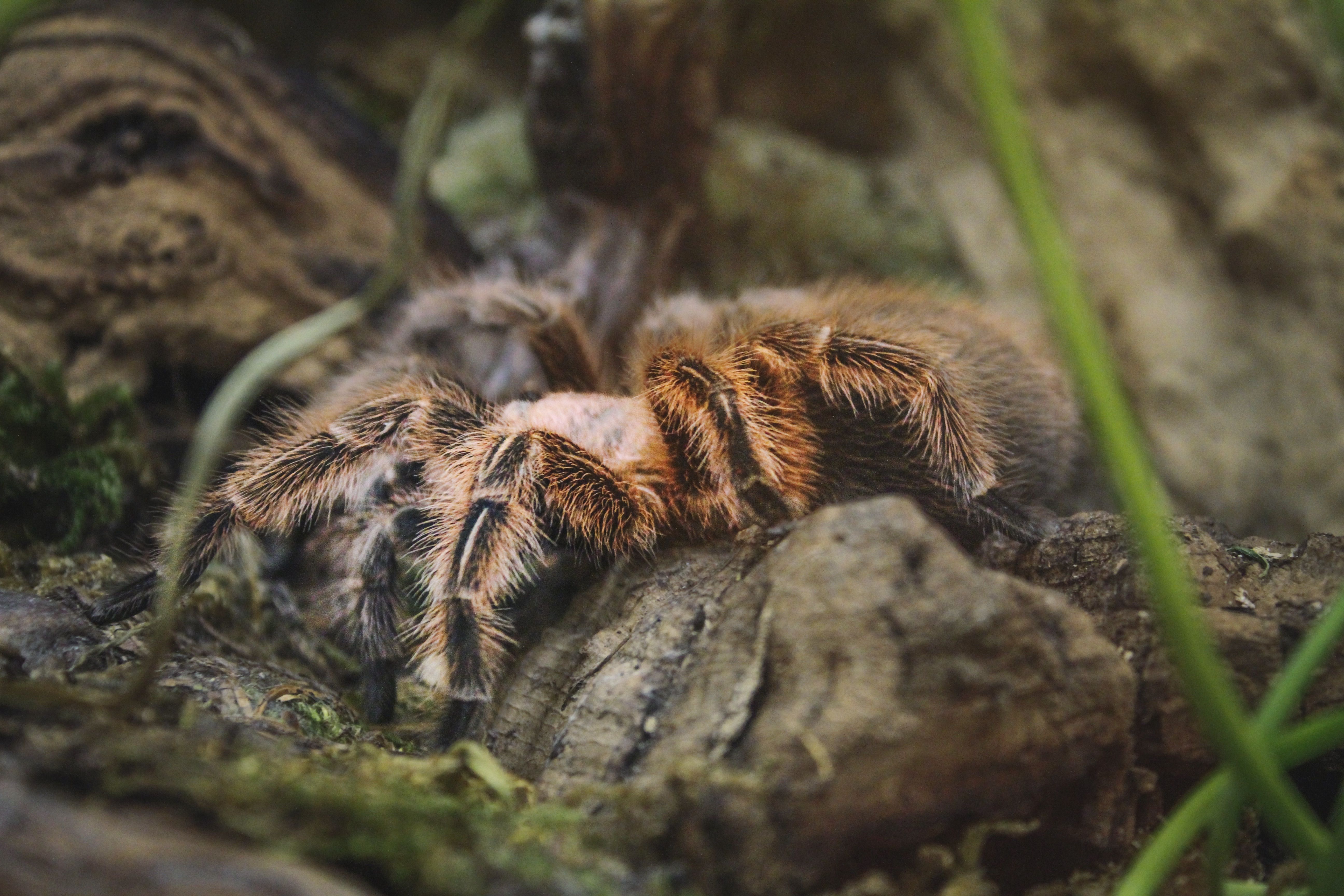 Close-up of Hairy Tarantula in Natural Habitat · Free Stock Photo