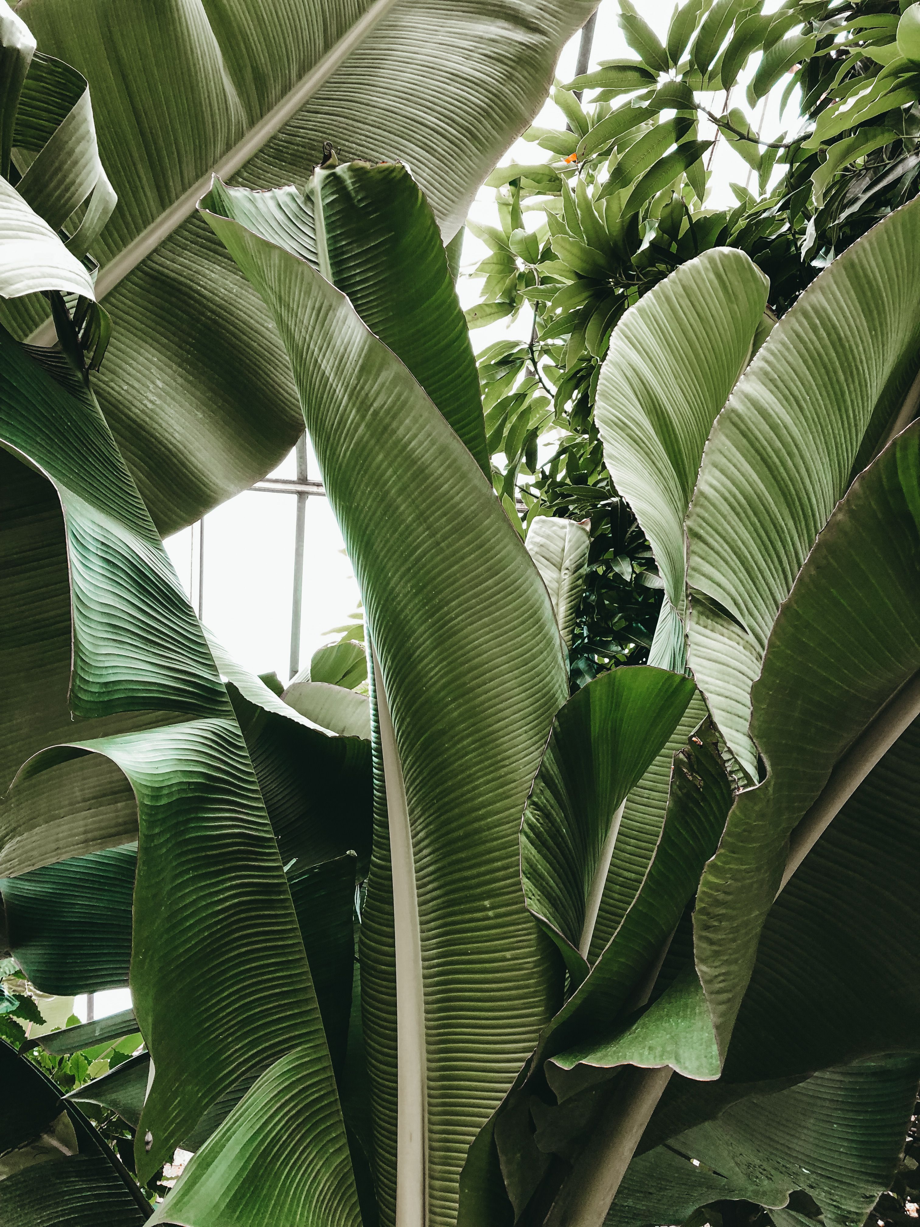 Lush Green Tropical Plants in Sunlit Greenhouse · Free Stock Photo