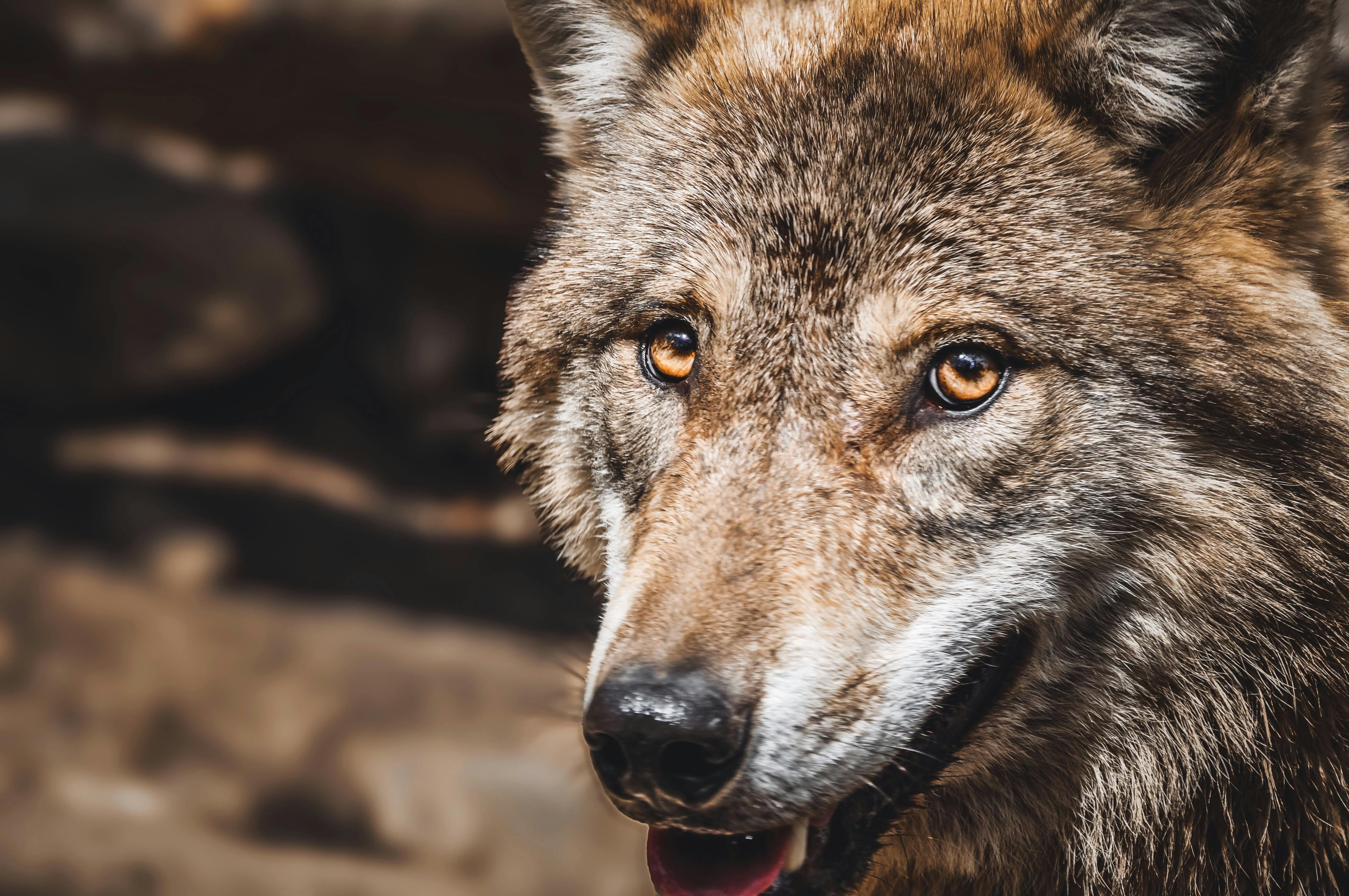 Close-up of Majestic Gray Wolf Face · Free Stock Photo