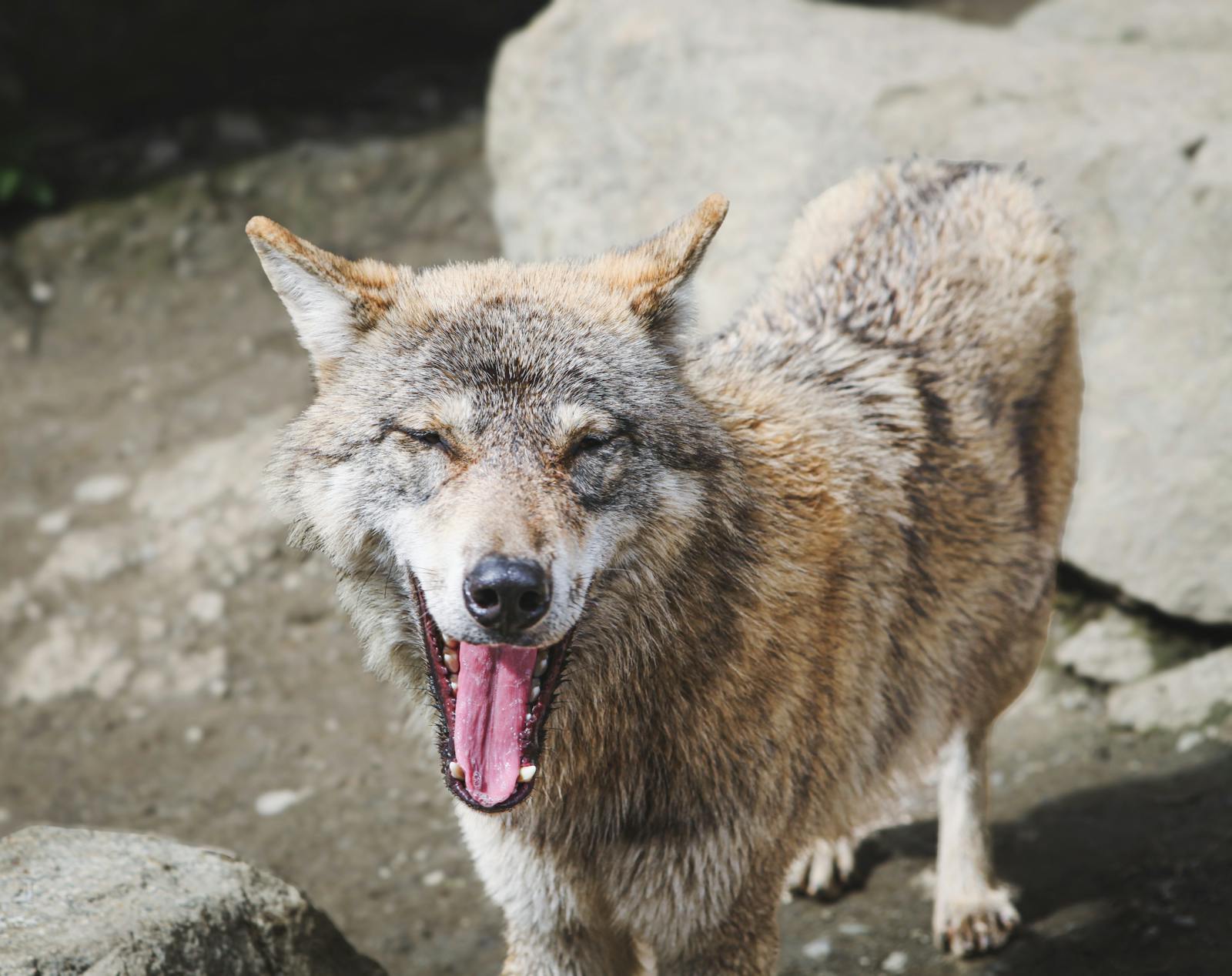 Wolf Howling Photos, Download The BEST Free Wolf Howling Stock Photos ...