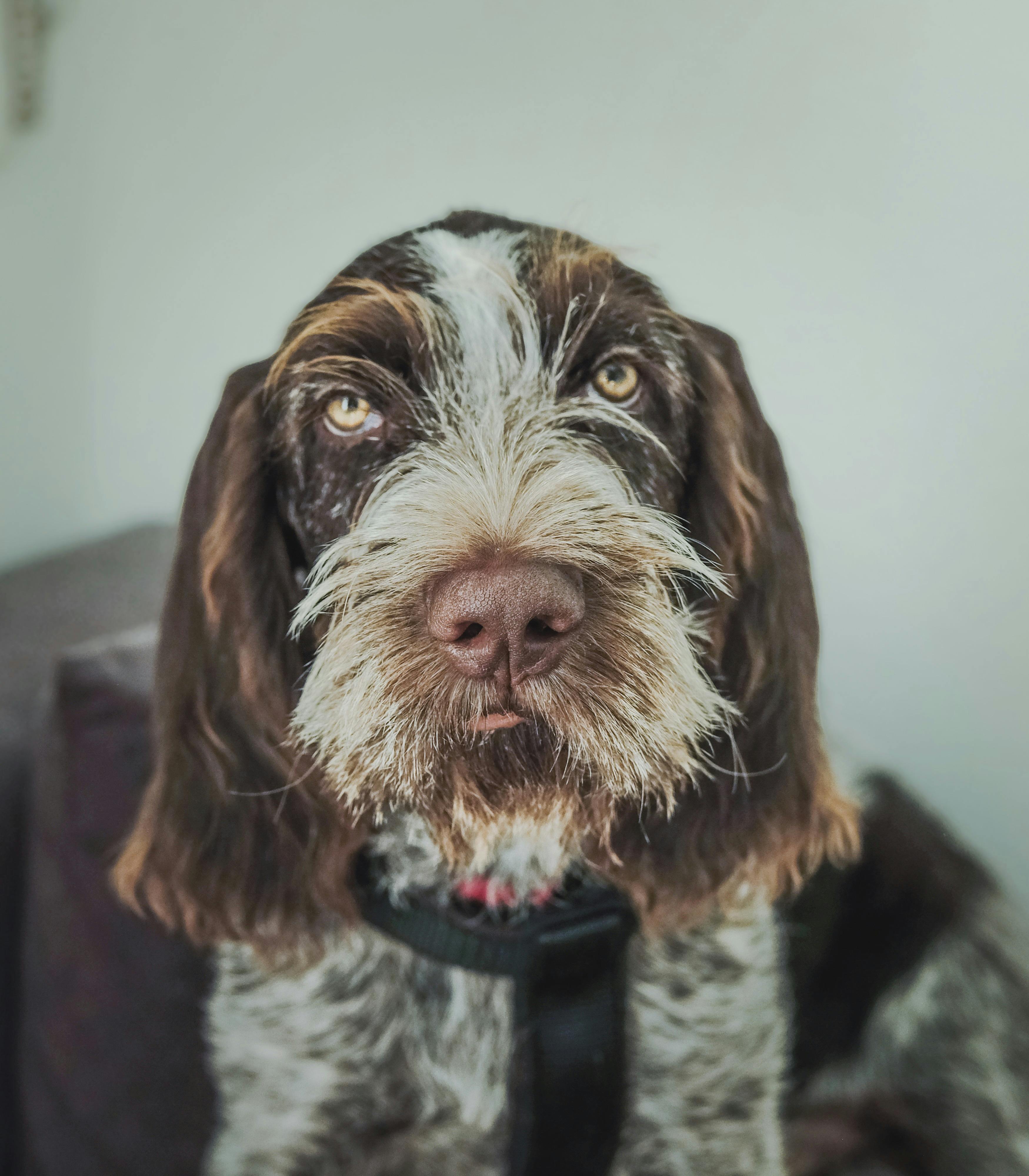 German Wirehair Setter Photos, Download The BEST Free German Wirehair ...