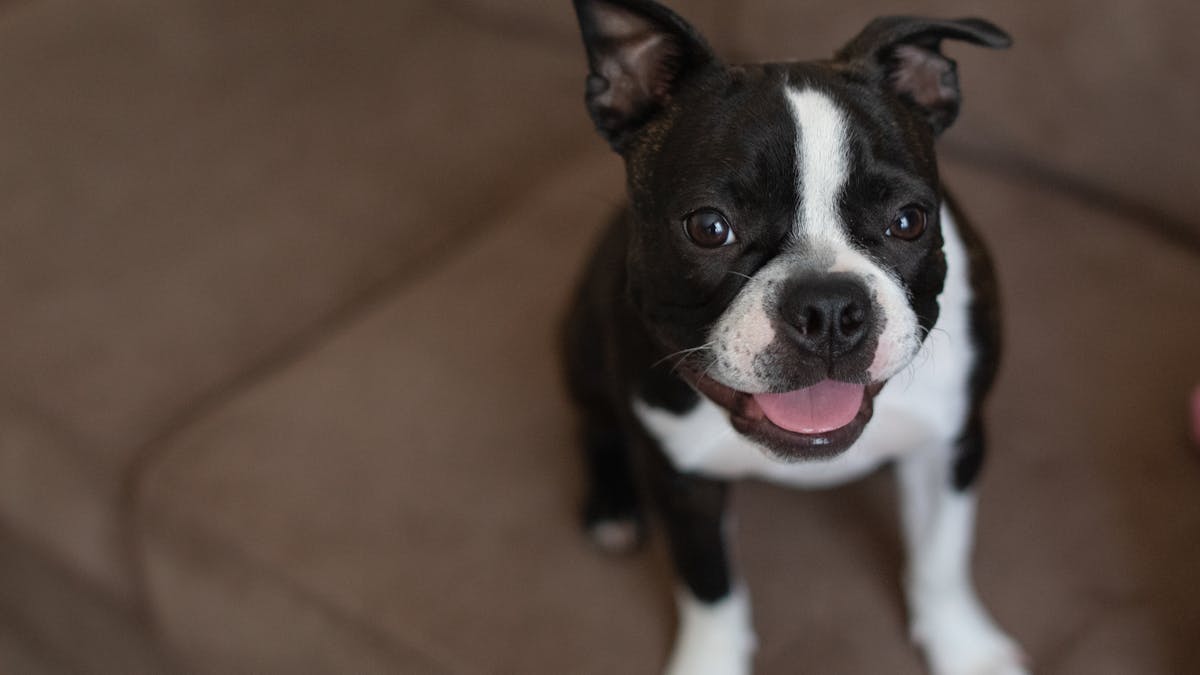 Merle Boston Terrier: Rare Genetics, Unique Care