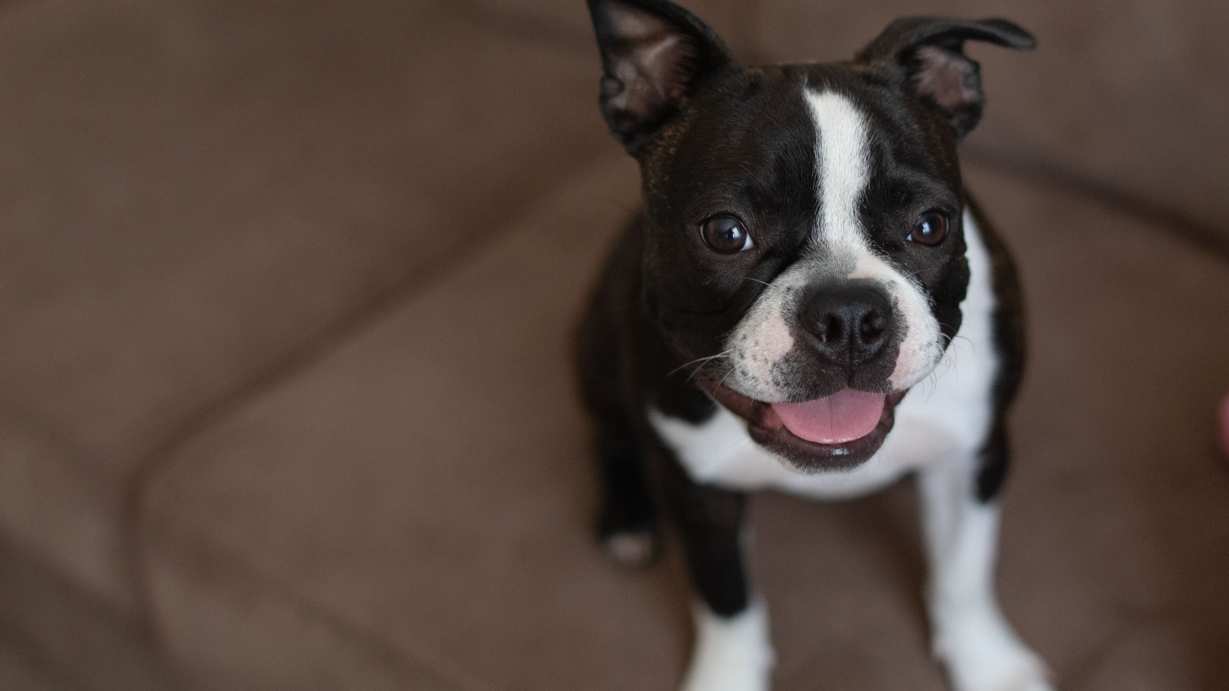 Adorable Boston Terrier on a Couch · Free Stock Photo
