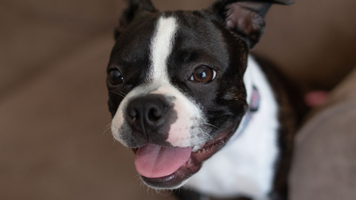 Addressing Boston Terrier Back Leg Problems Effectively